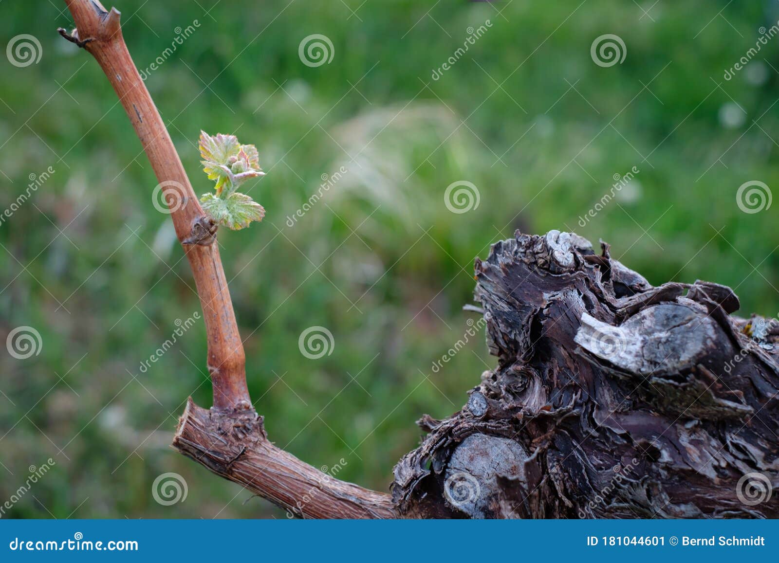 Vine twig with new budding stock image. Image of closeup - 181044601