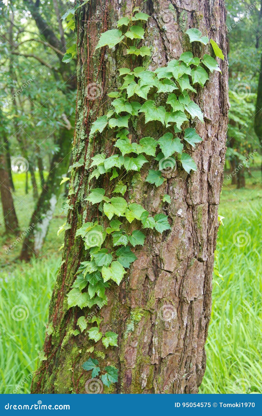 Vine stock image. Image of plant, trunk, green, leaves - 95054575