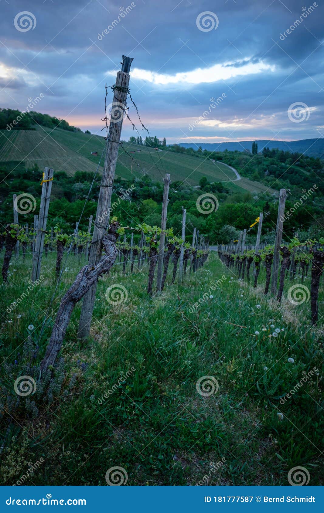 Vine in Vineyard with Clouds in the Sky Stock Image - Image of ...