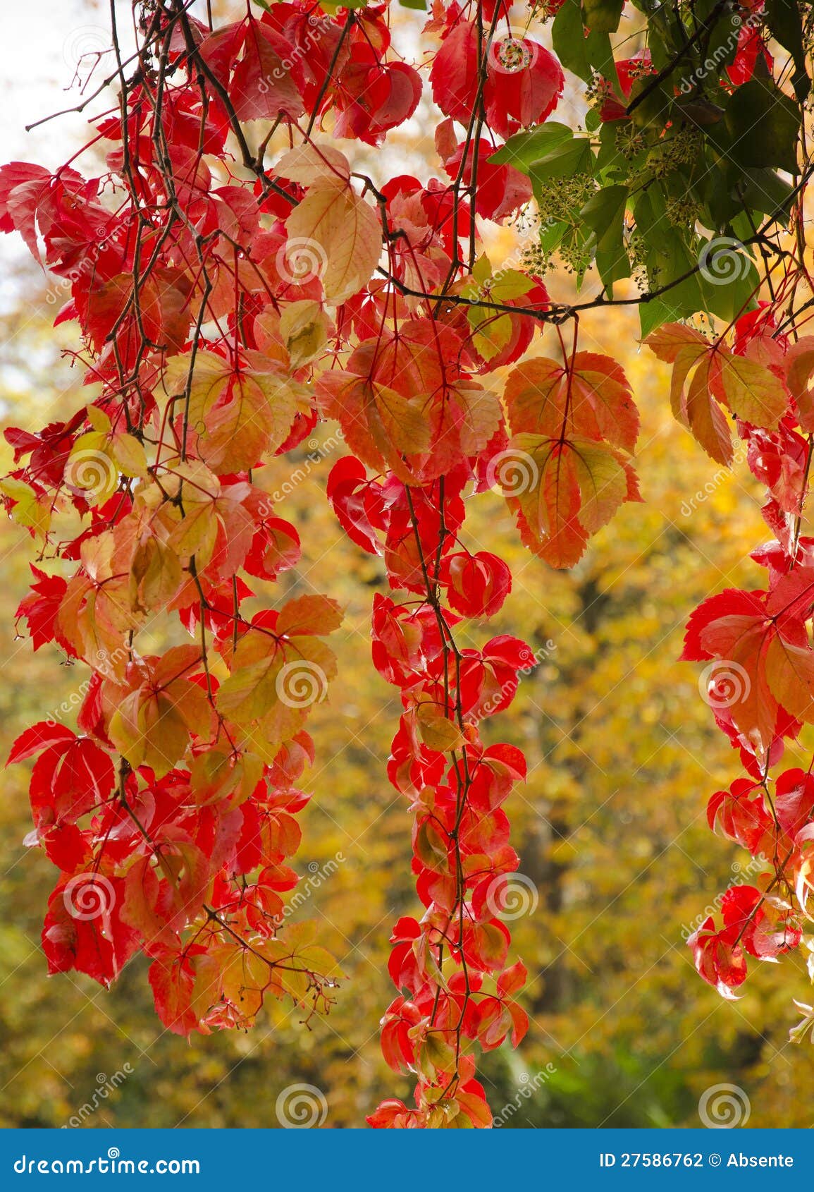 Vine of Virginia stock photo. Image of cheerful, parthenocissus - 27586762