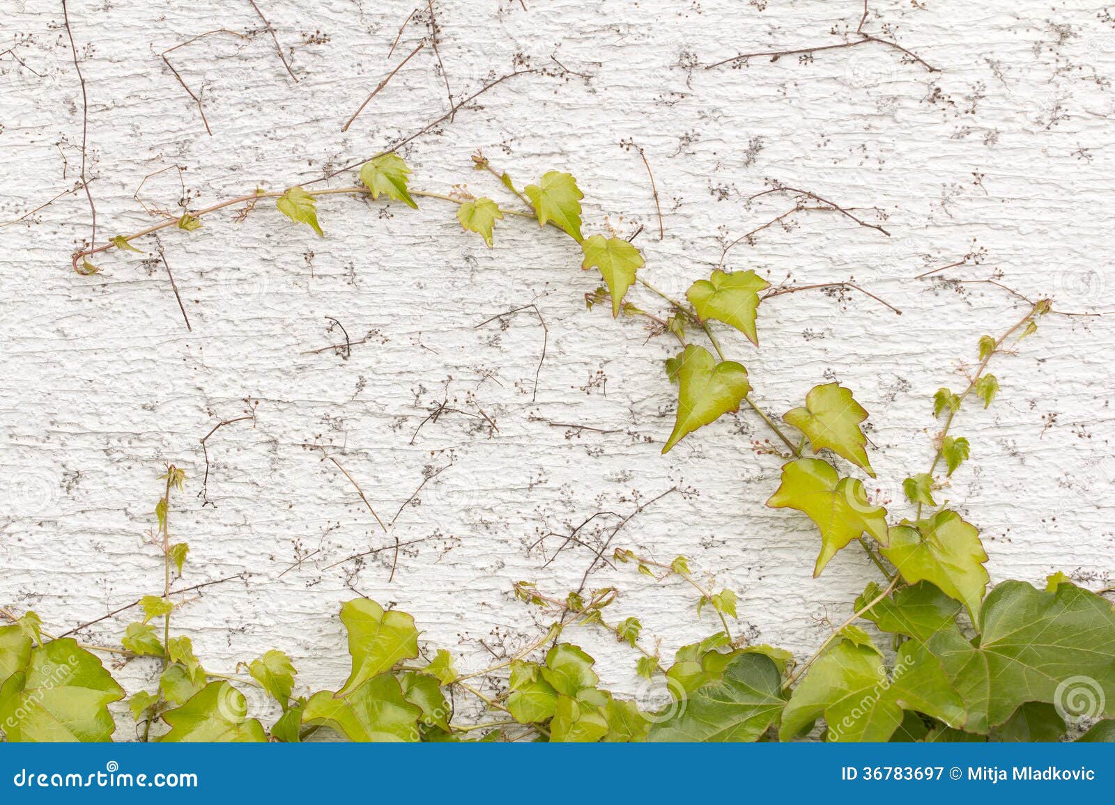 Vine on the wall stock image. Image of grow, texture - 36783697