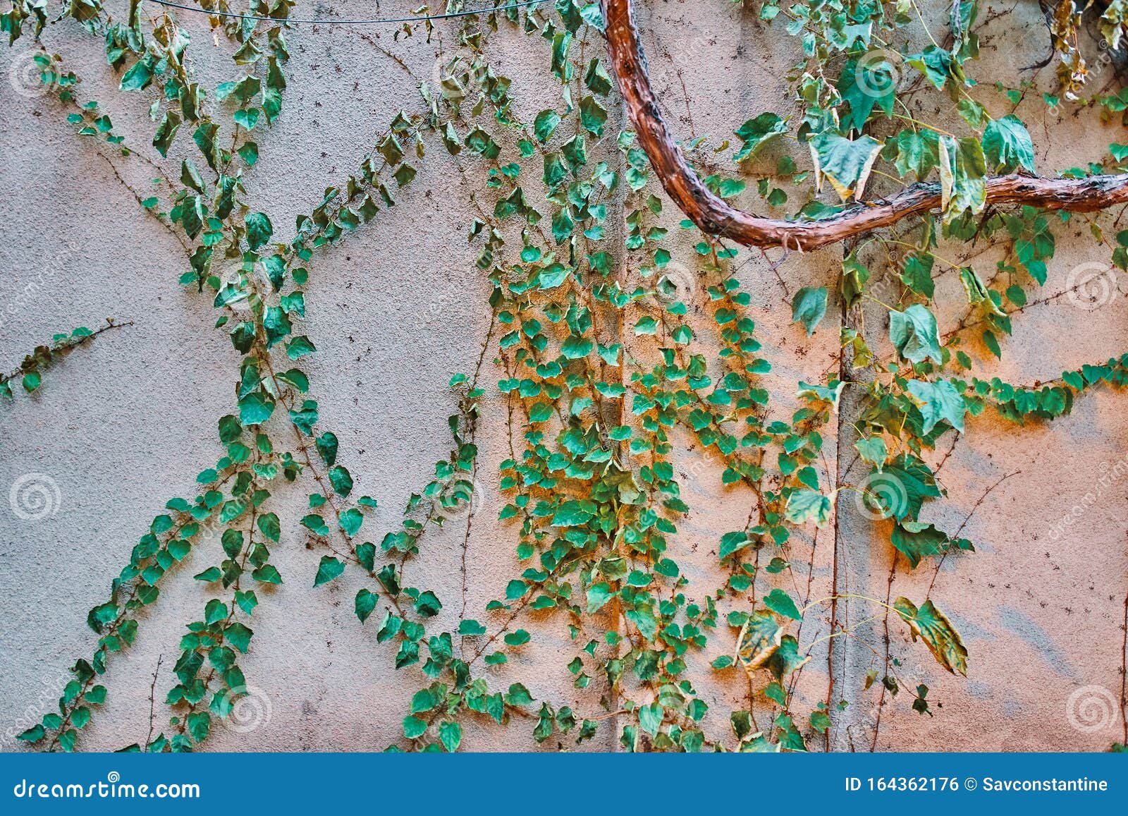 Vine on the wall. stock photo. Image of house, leaf - 164362176
