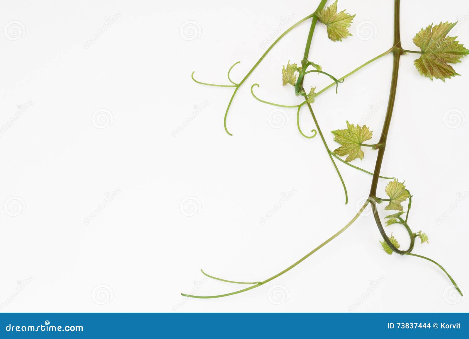 Vine on a white background stock photo. Image of foliage - 73837444