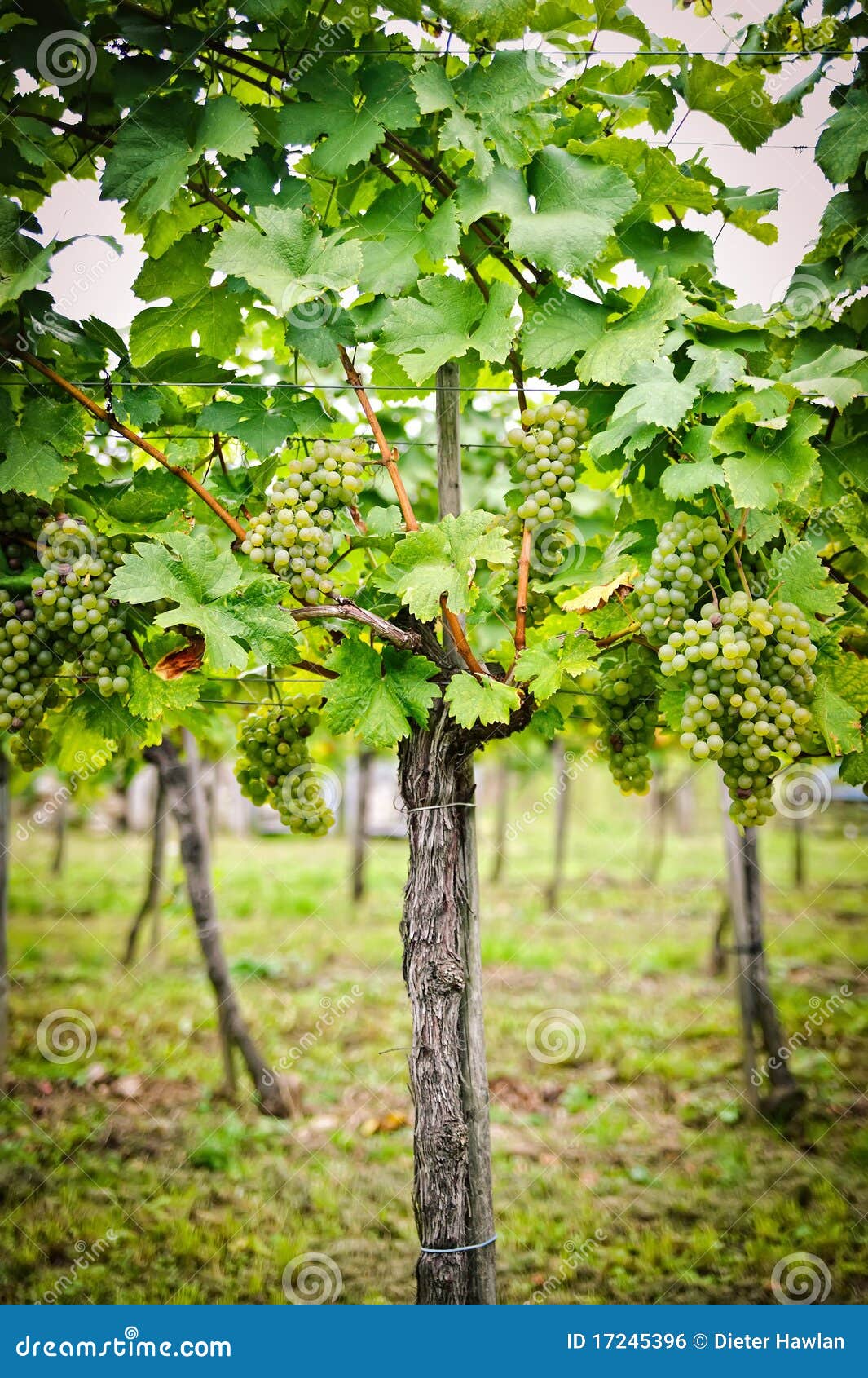 Vine with white Grapes stock photo. Image of harvest - 17245396