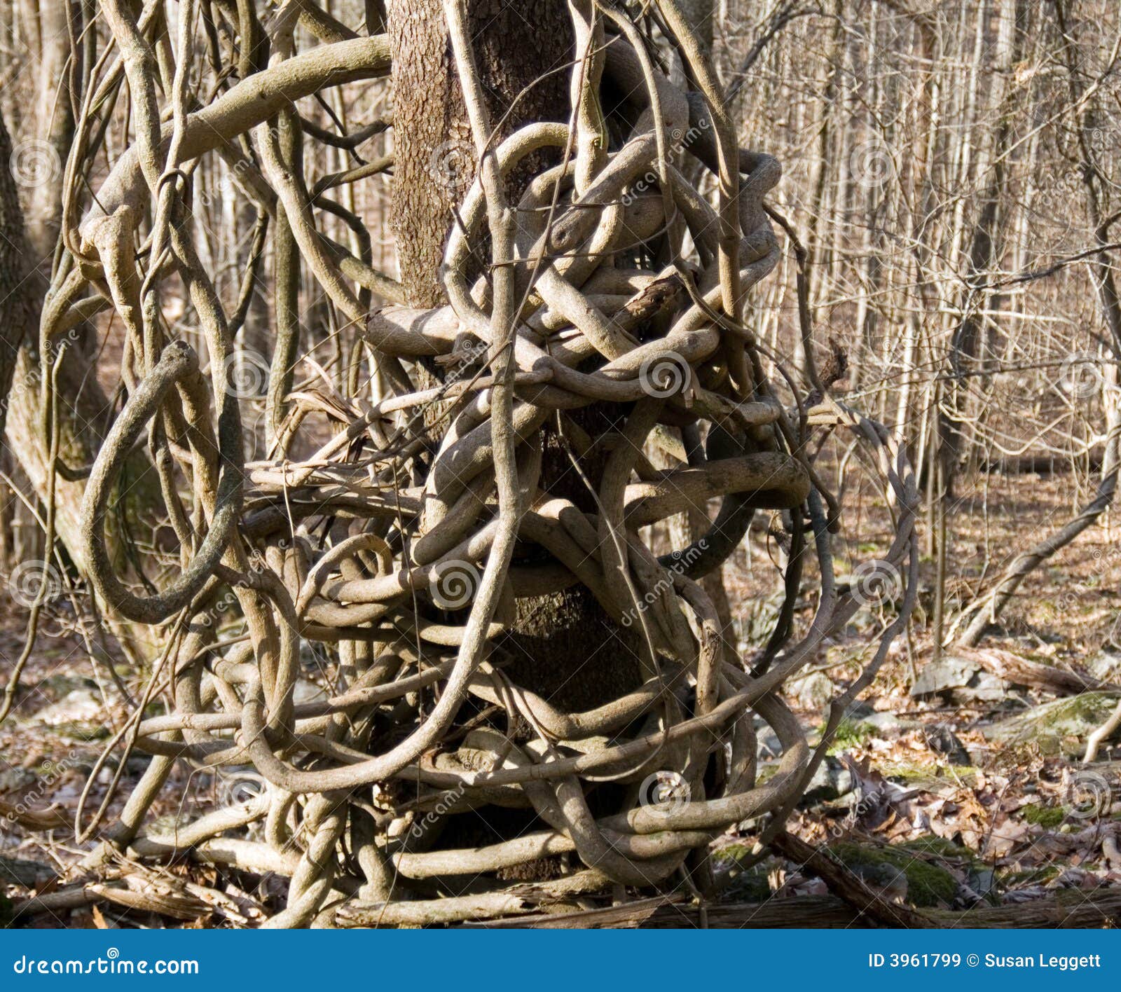 Vine Winding Around Tree Stock Photos - Free & Royalty-Free Stock ...
