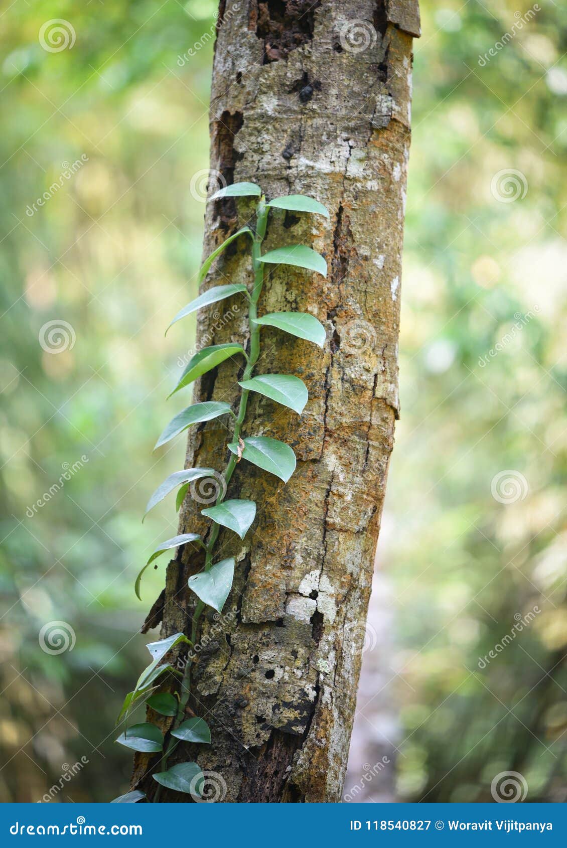 Vine on tree stock image. Image of branch, garden, botany - 118540827