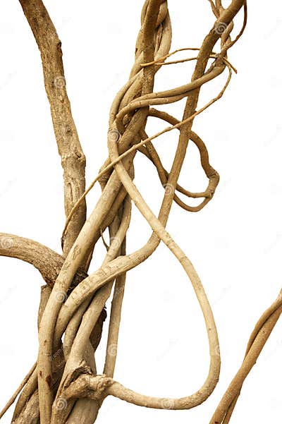 Vine wire stock photo. Image of nature, texture, barrier - 19293316