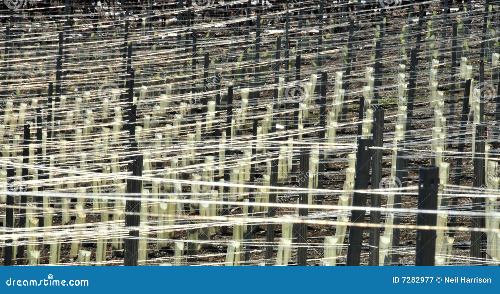 Vine wires stock image. Image of lines, growing, vineyard - 7282977