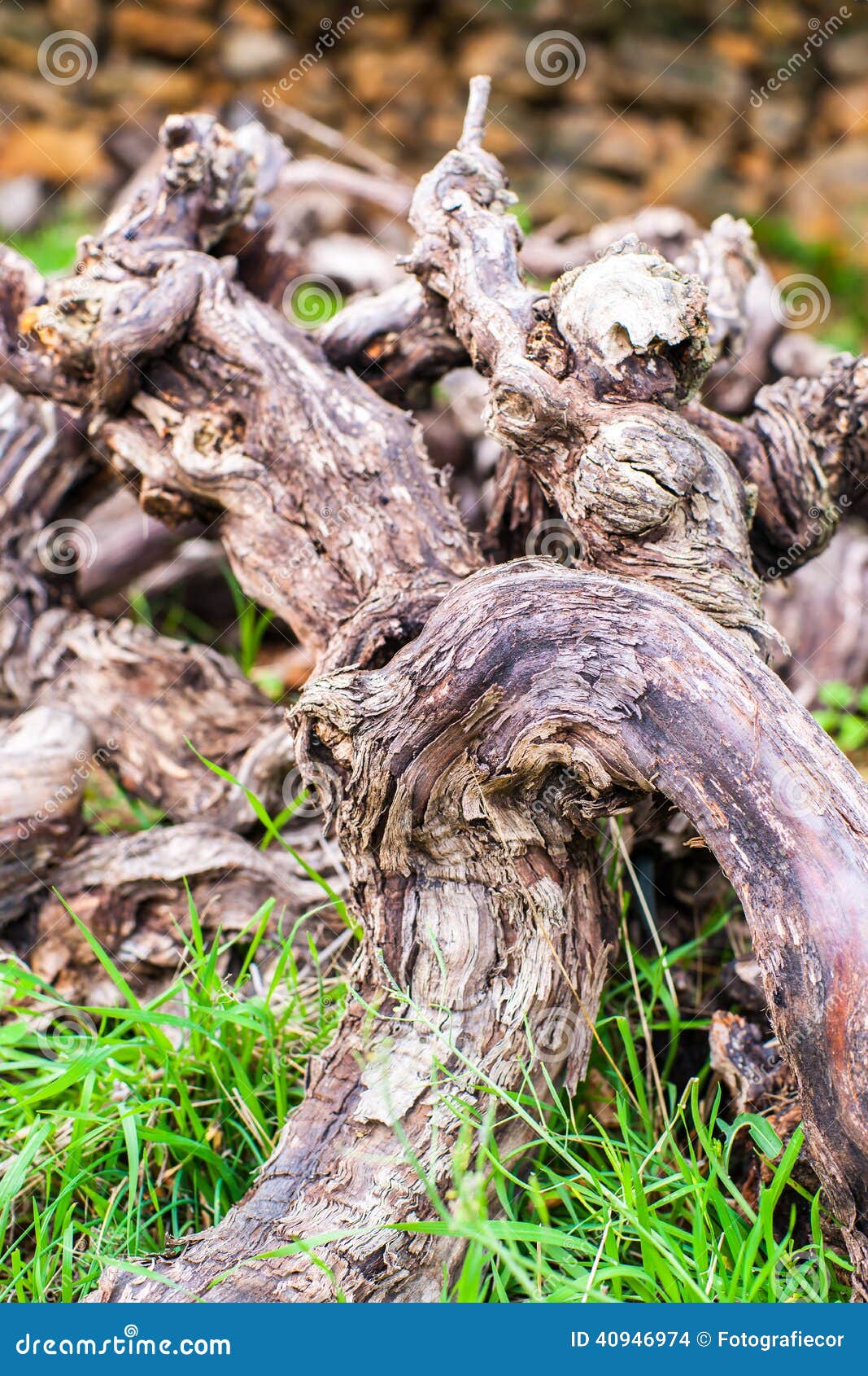 Vine wood branches stock photo. Image of chainsaw, irregular - 40946974