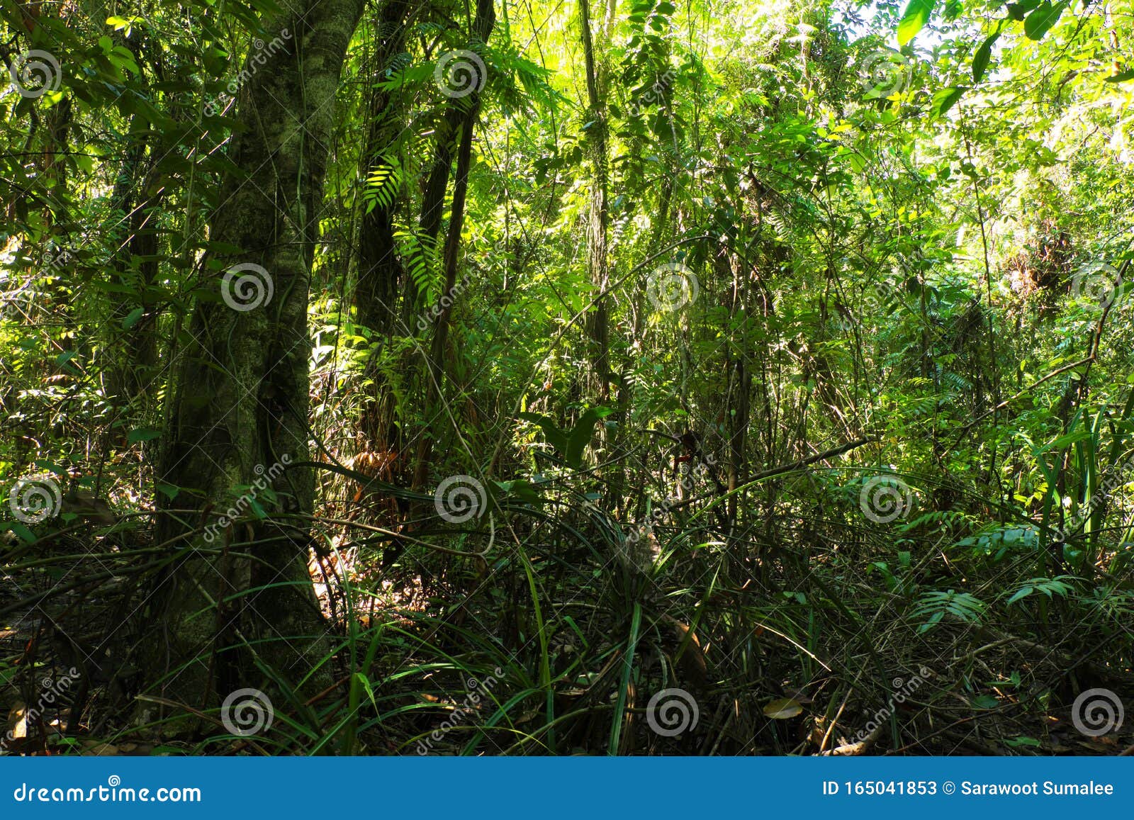 Vine Wrapped Around a Large Tree or Support is a Binder To Allow the ...