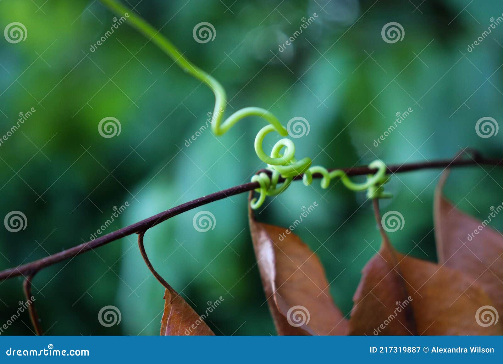 Vine wrapped around stick stock image. Image of autumn - 217319887