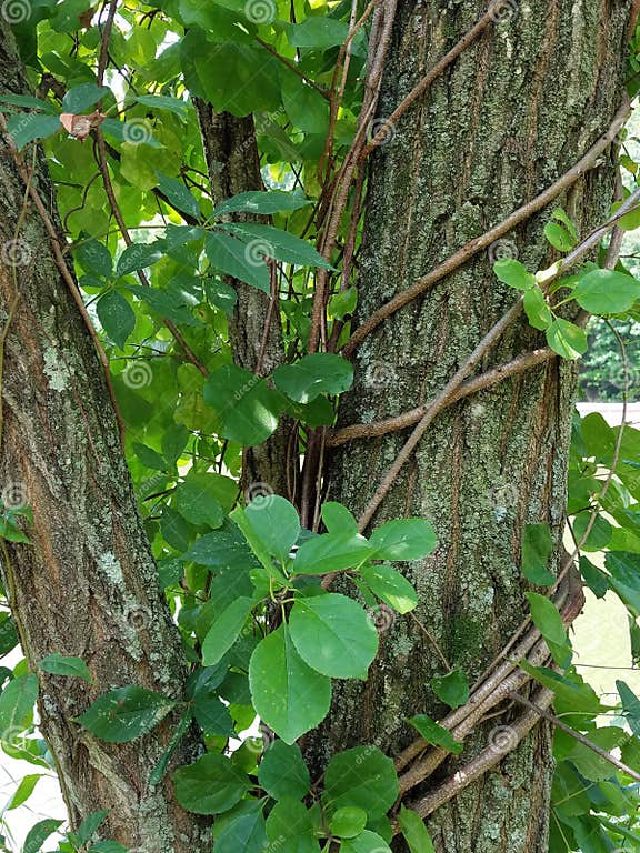 Vine Wrapped Around a Tree with Green Leaves Stock Image - Image of ...