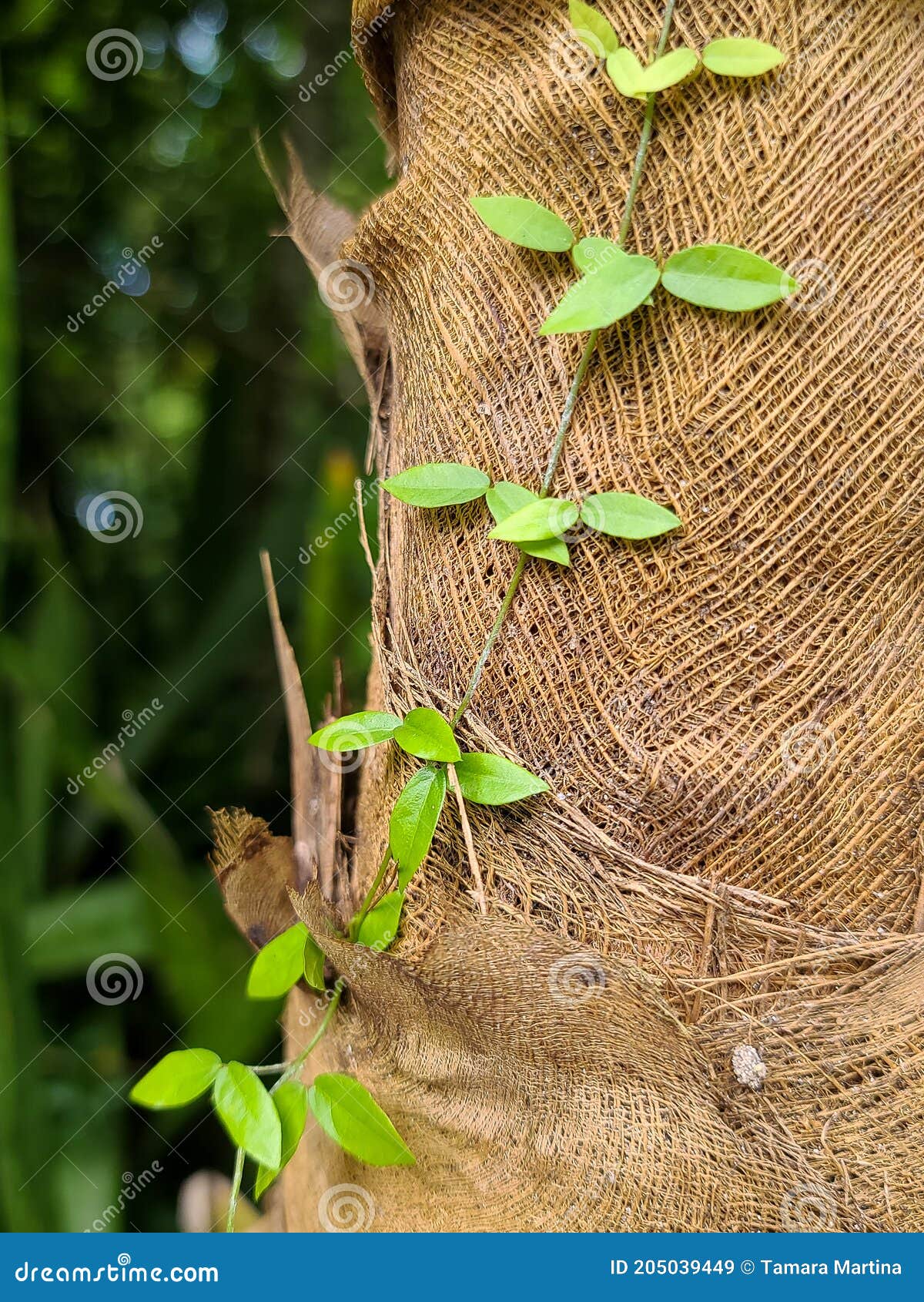 Vine Wrapping Around Palm Tree Trunk Stock Image - Image of nature ...