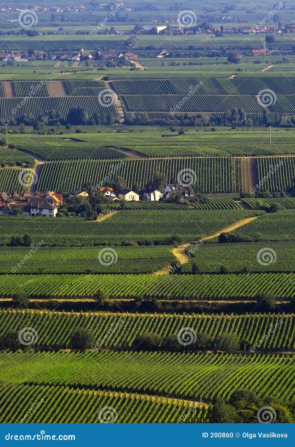 Vinefields stock photo. Image of peaceful, heaven, green - 200860