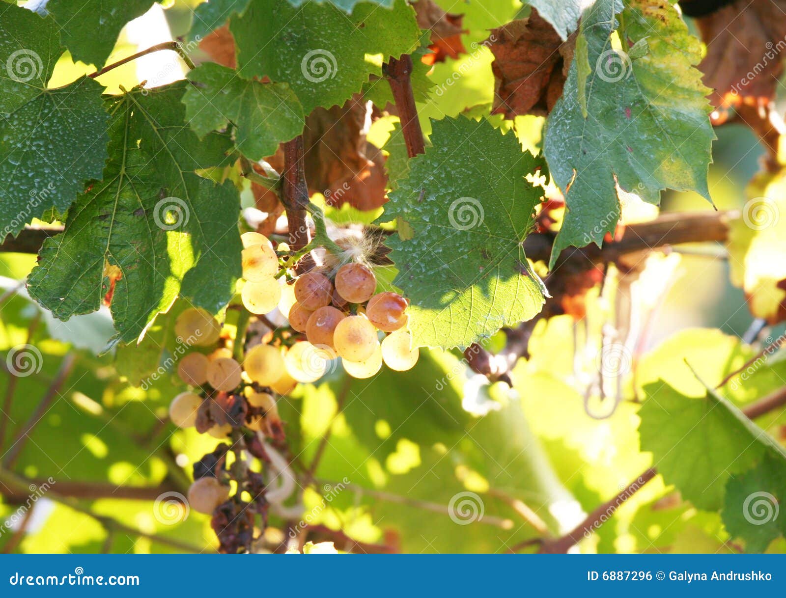 Vinery stock photo. Image of landscape, vegetable, natural - 6887296