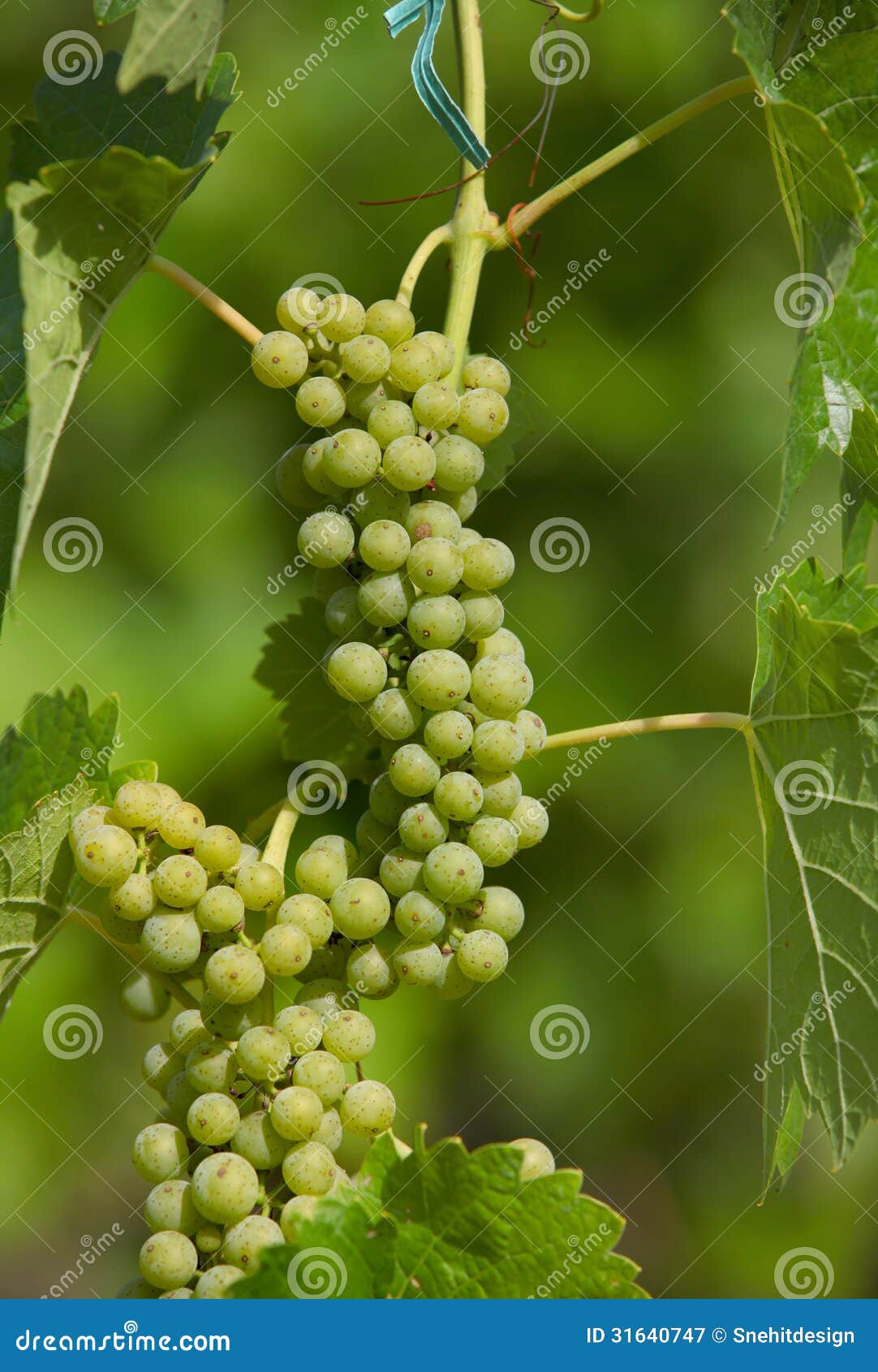 Vinery stock image. Image of food, juicy, flora, colorful - 31640747