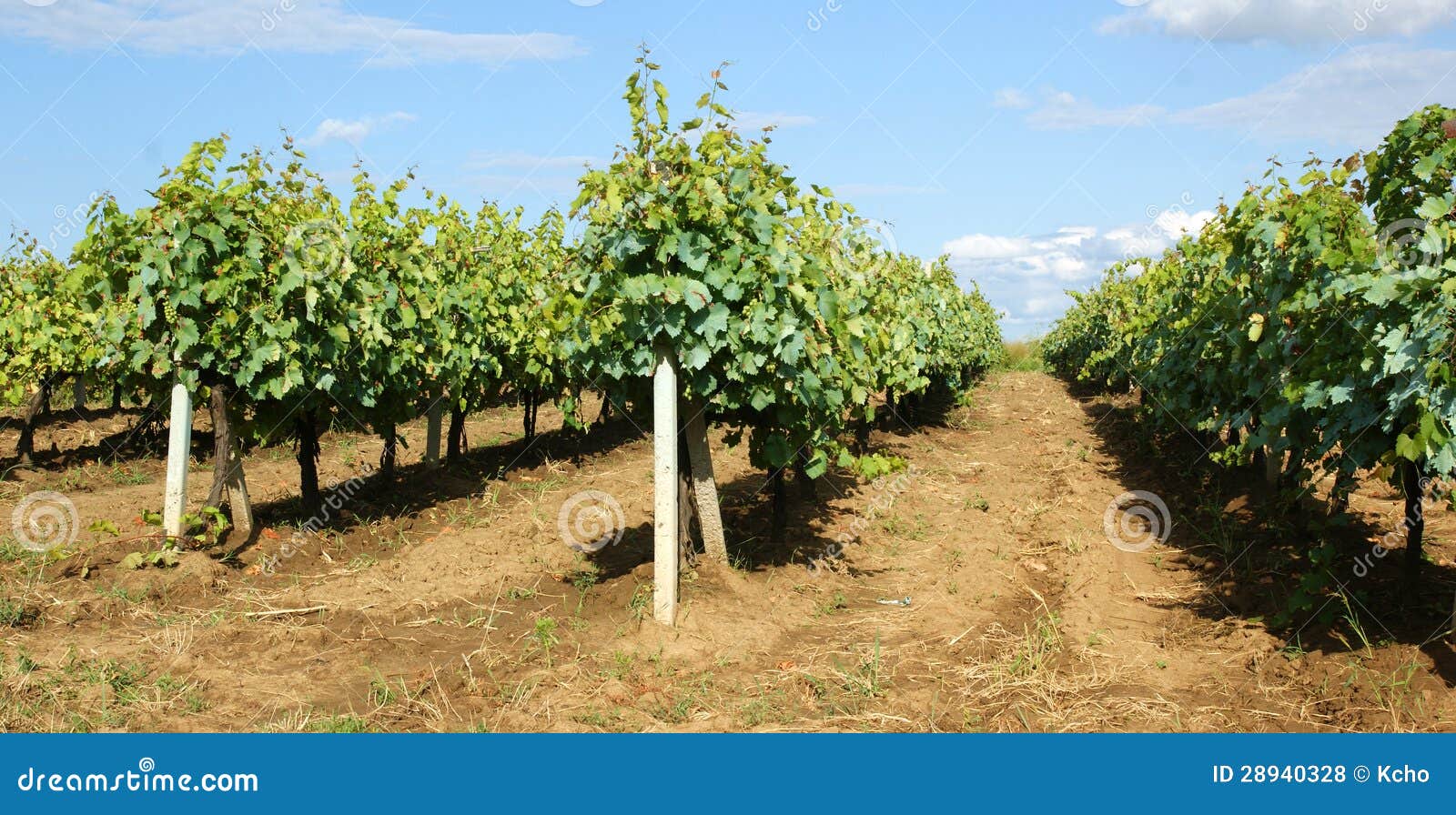 Vinery Moldova stock photo. Image of electric, peaceful - 28940328