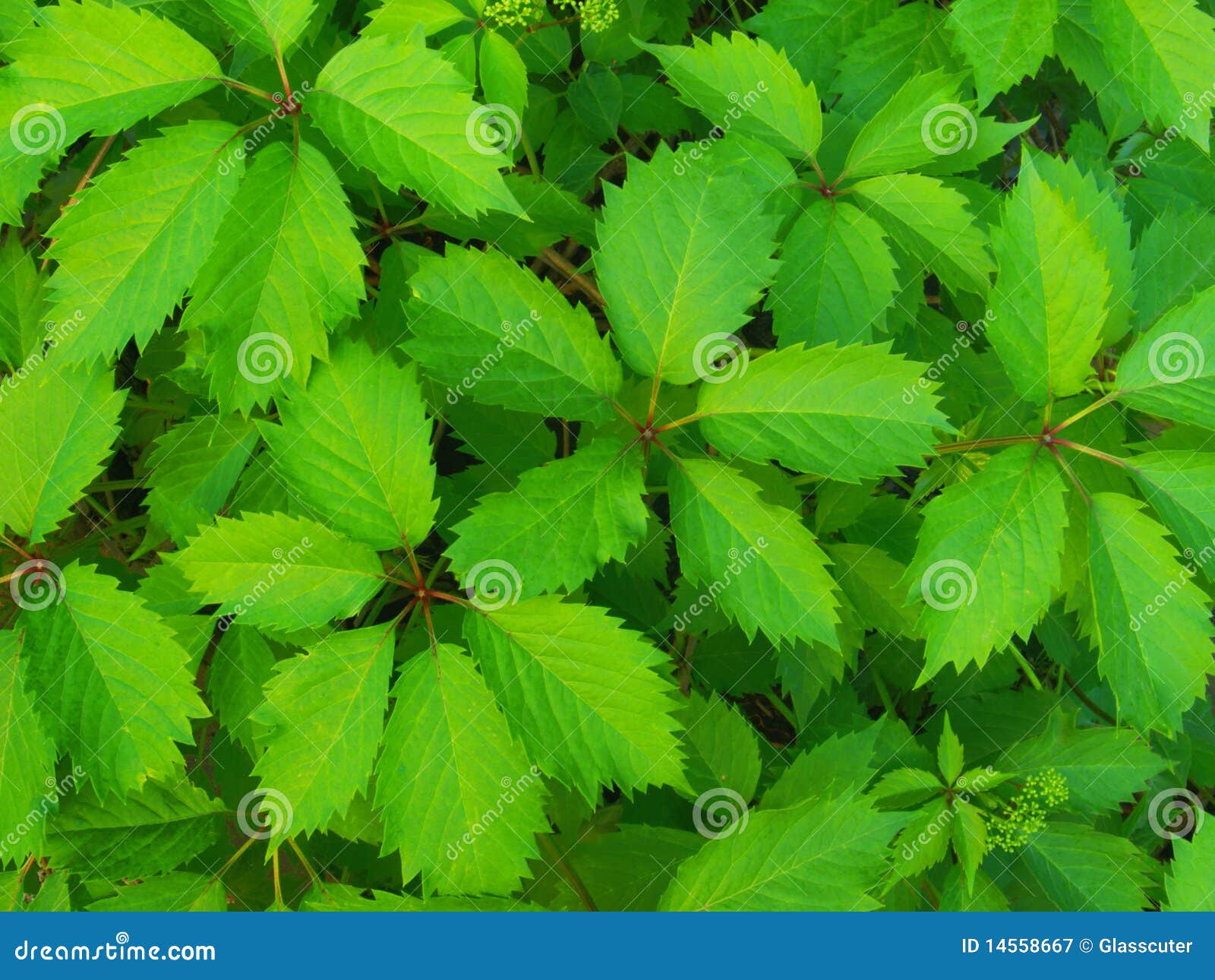 Vines stock image. Image of backgrounds, plant, botany - 14558667