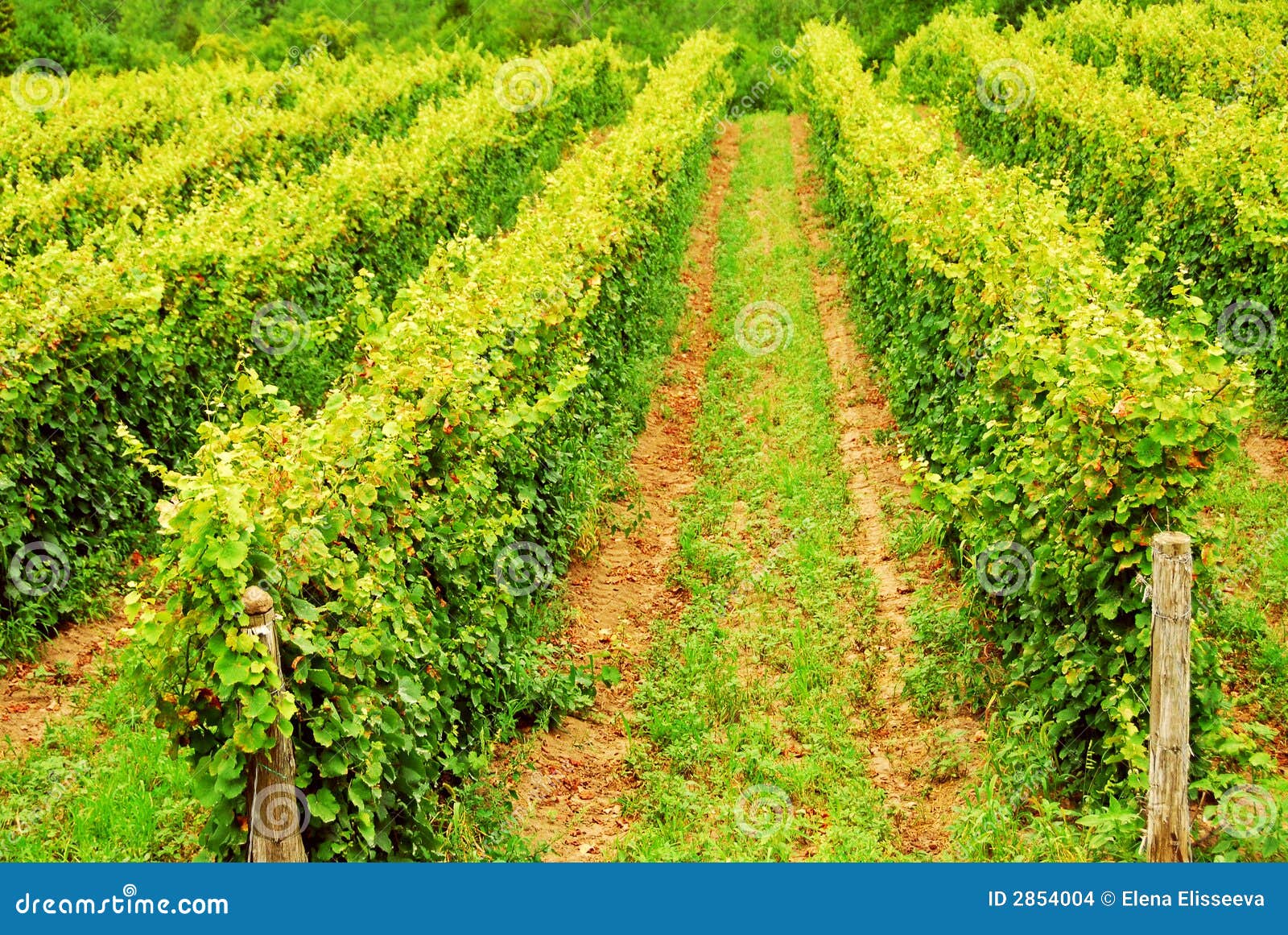 Vines stock photo. Image of vine, bright, horticulture - 2854004