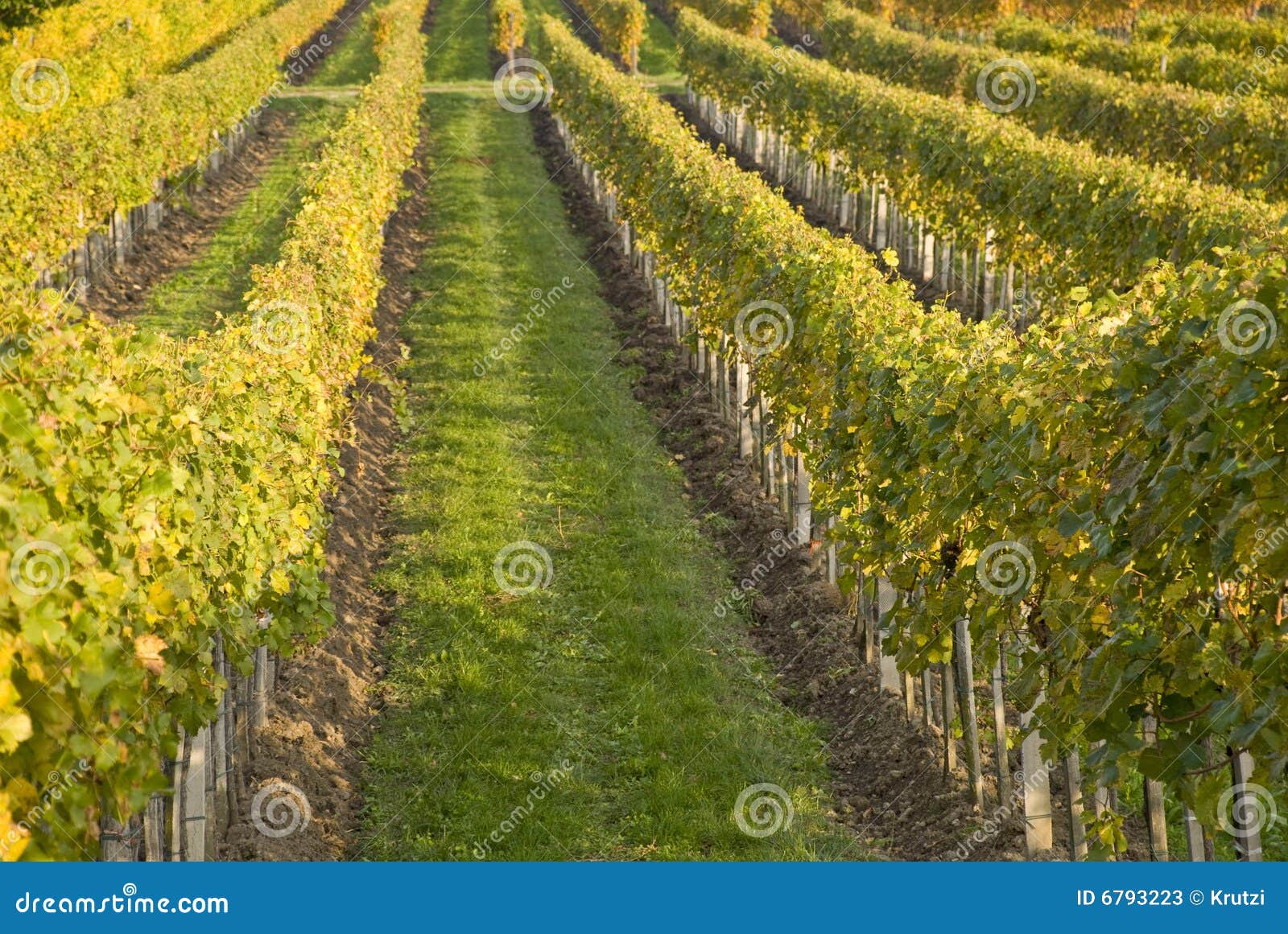 Vines stock image. Image of vitamin, natural, nature, growth - 6793223