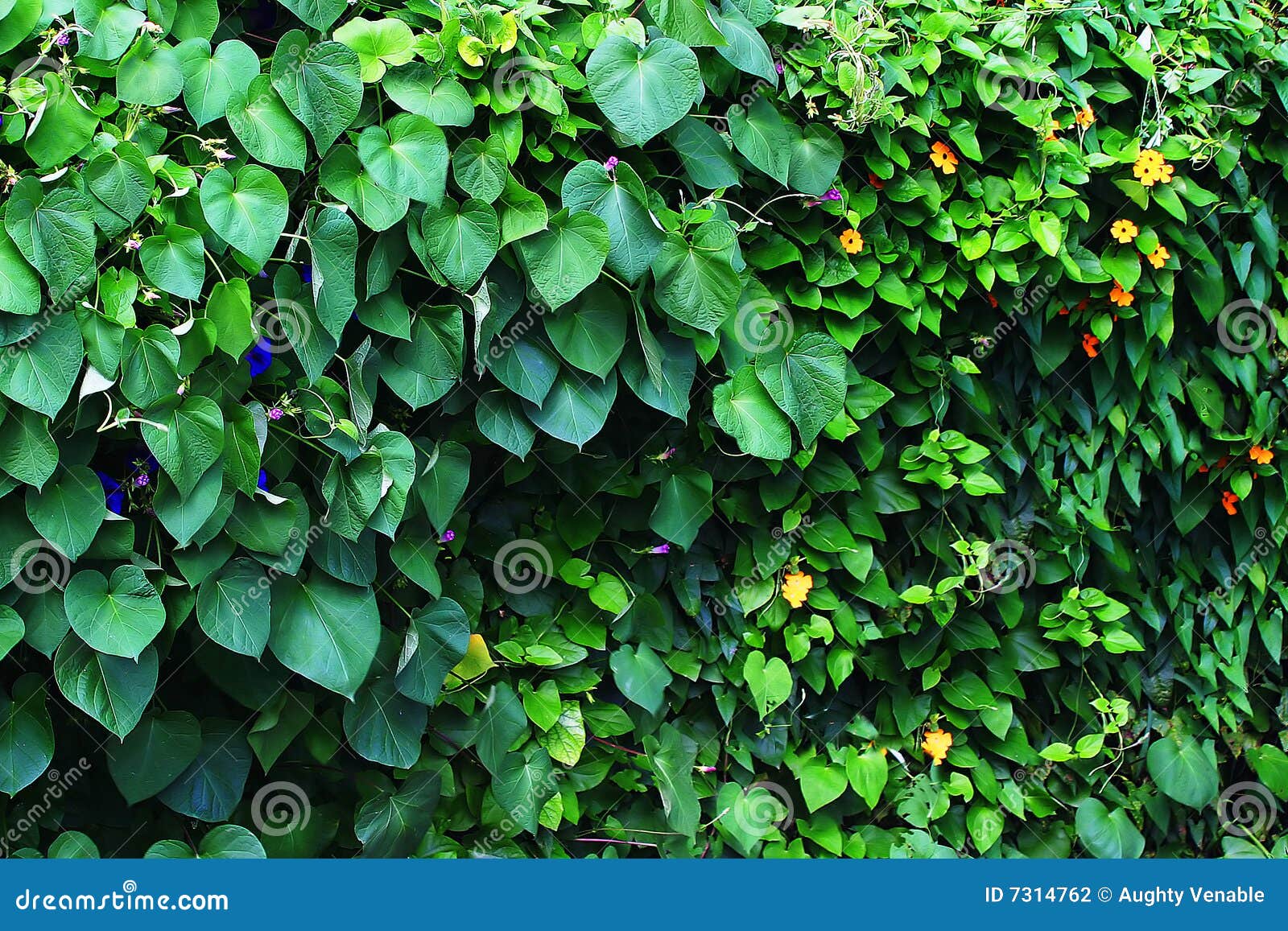 Vines stock photo. Image of glorys, outdoors, seeded, landscape - 7314762