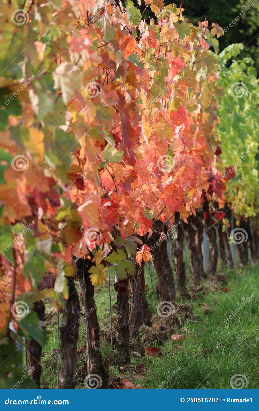 Color Competition of the Vines Stock Photo - Image of contest, colors ...