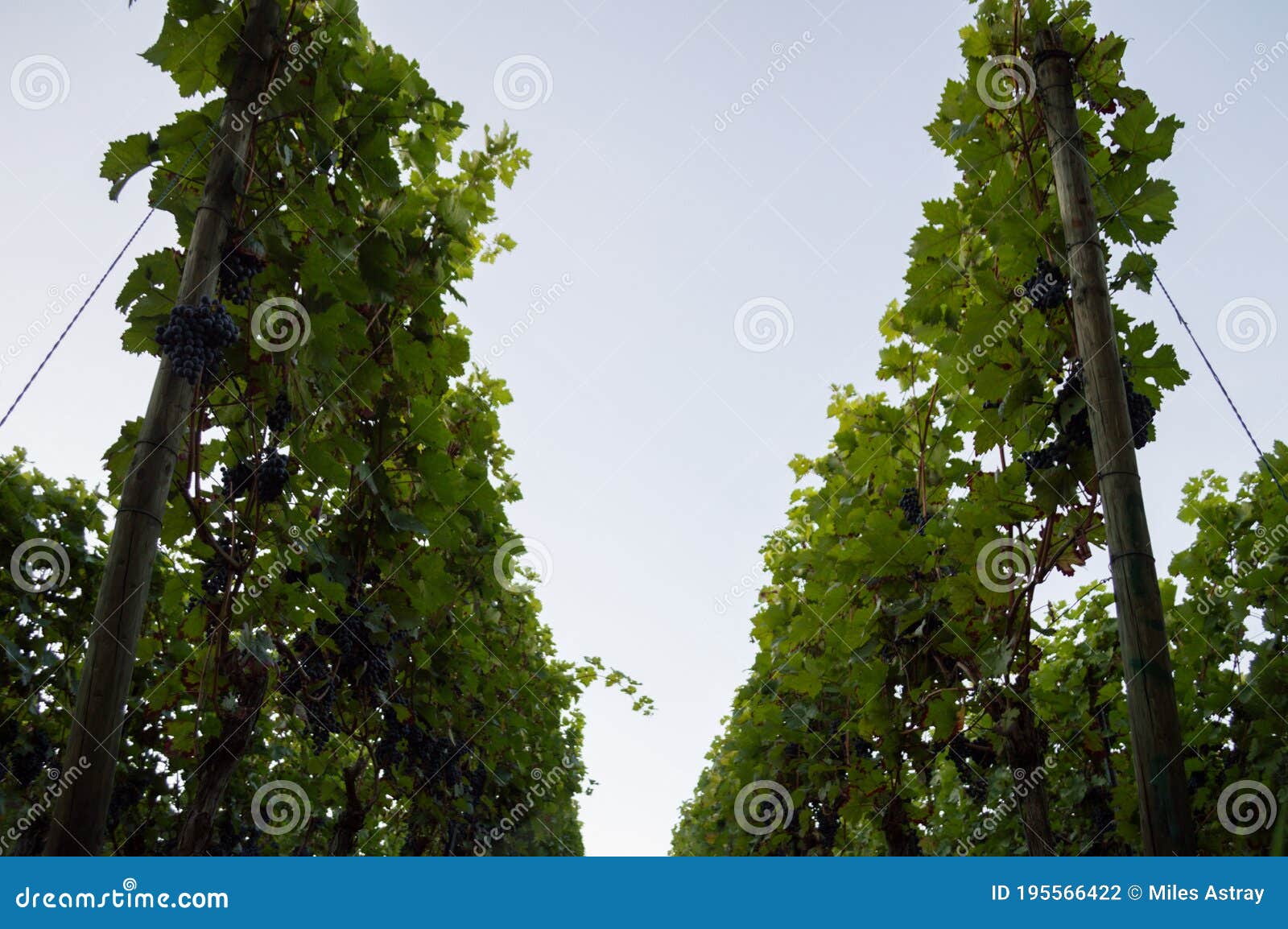Vines in the Ahr Valley, Eifel, Germany Stock Photo - Image of ...