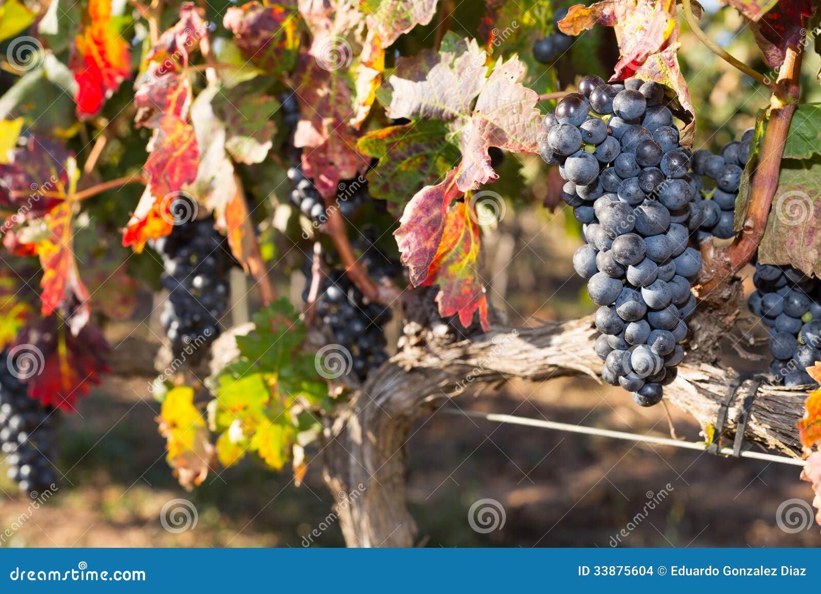 Vines in autumn stock photo. Image of field, farm, nature - 33875604