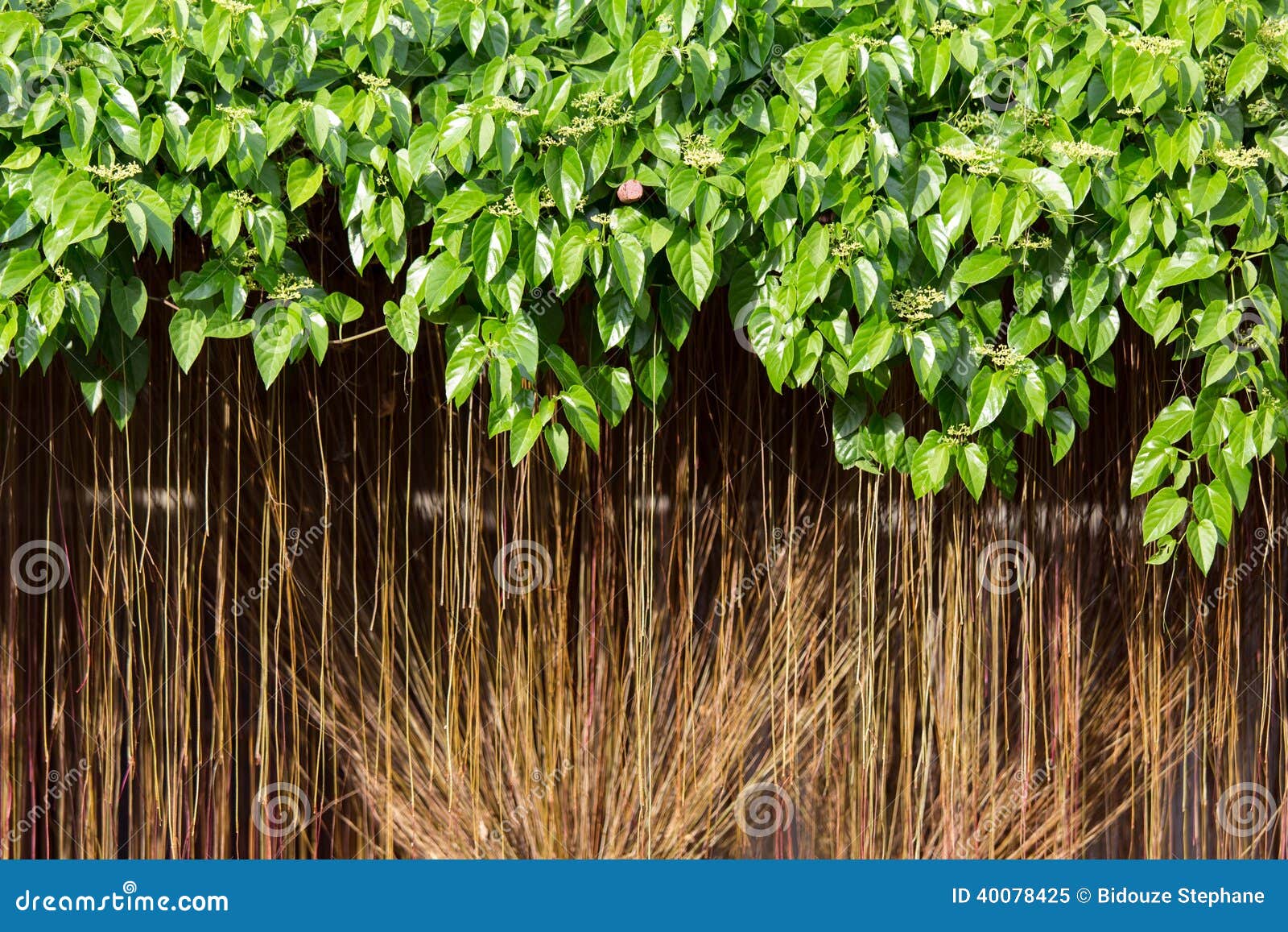 Vines background stock image. Image of wall, liana, vines - 40078425