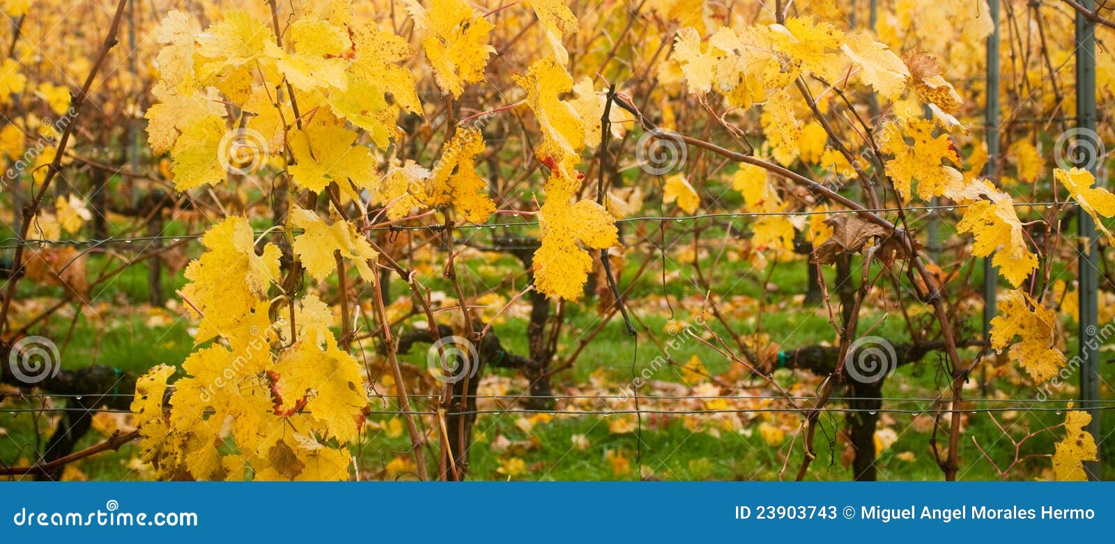 Vines banner stock image. Image of horizontal, agriculture - 23903743