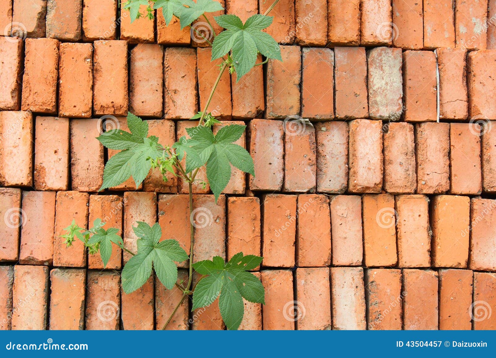Vines on Brick Wall stock image. Image of vine, brown - 43504457