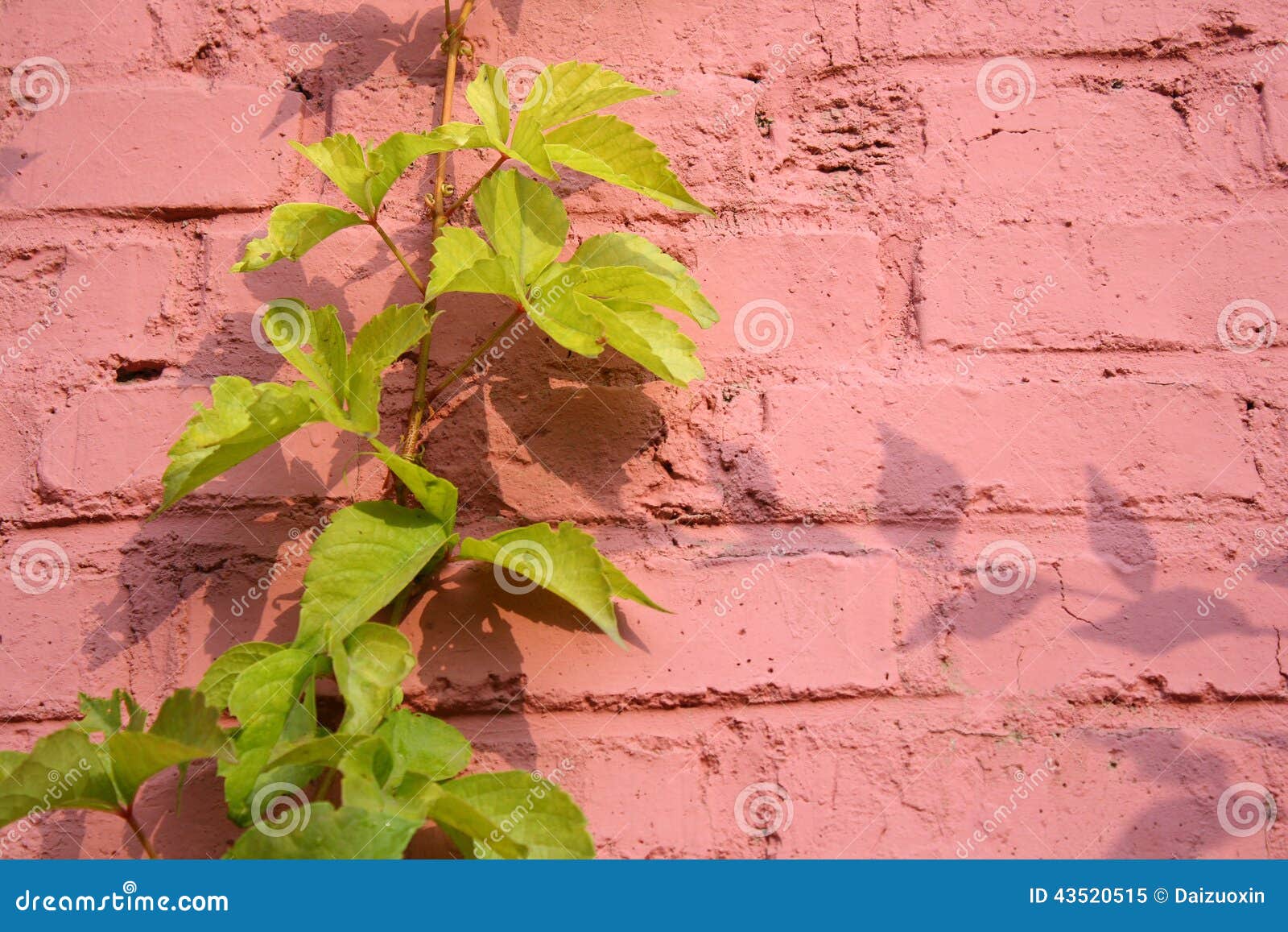 Vines on Brick Wall stock image. Image of outdoors, stained - 43520515