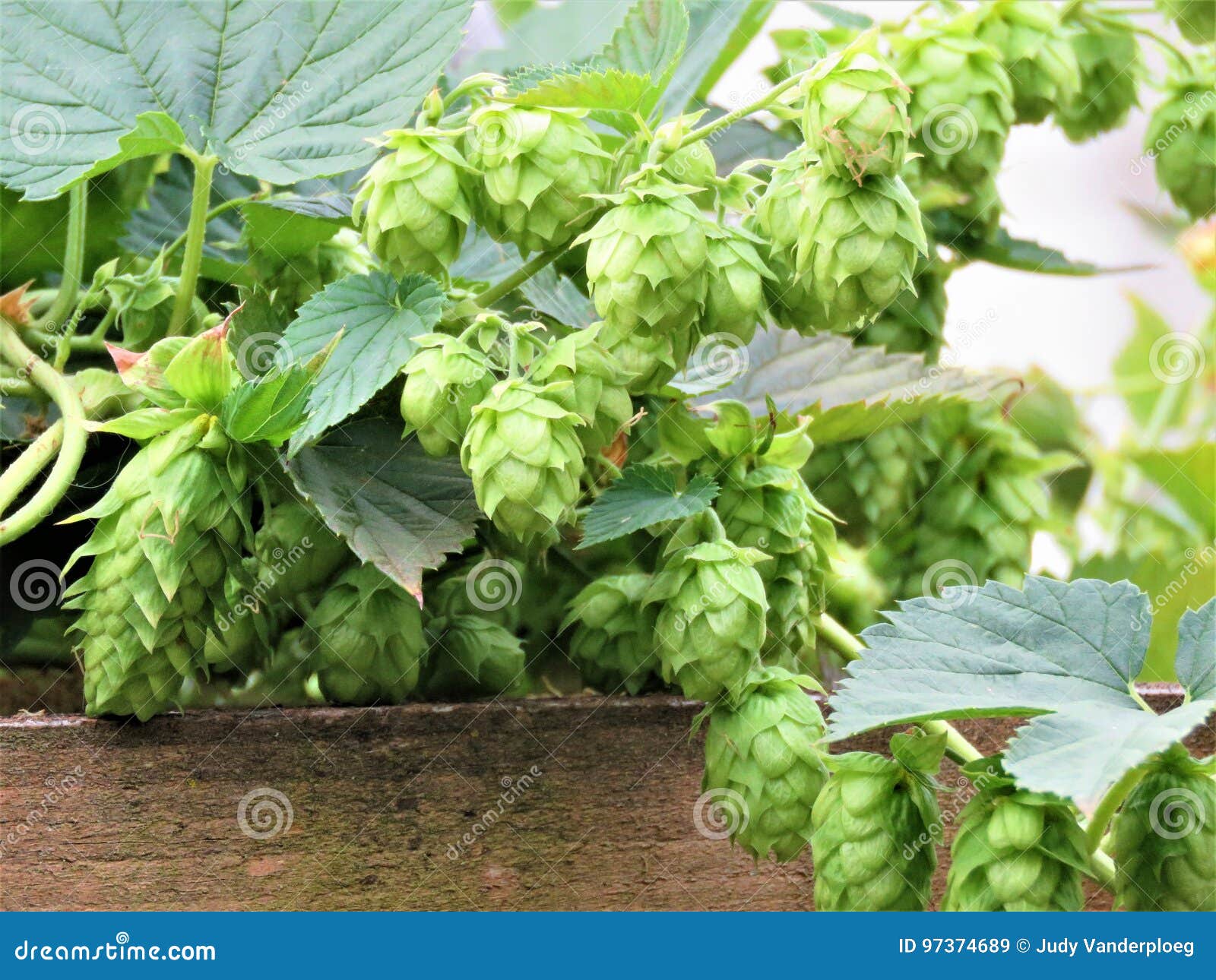 Vines Cascade Hops Stock Photos - Free & Royalty-Free Stock Photos from ...