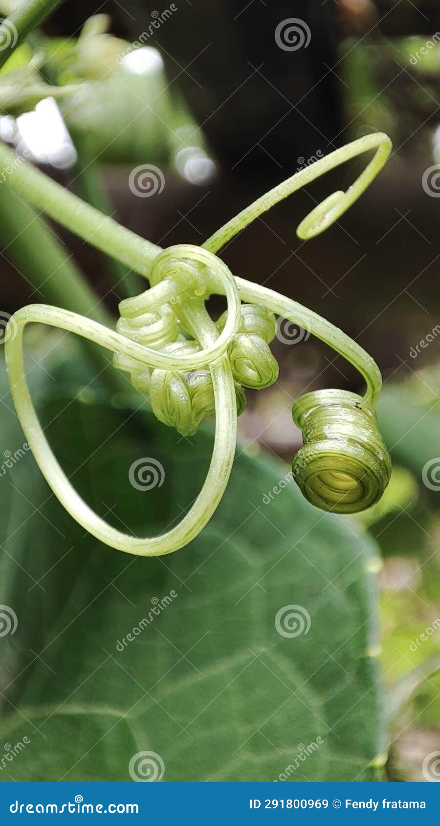 Vines of Chayote Tree BranchesSukabumiWest Java Stock Image - Image of ...