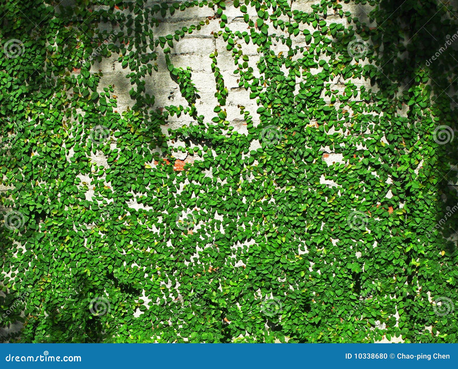 Vines Climbed on a Brick Wall Stock Photo - Image of wall, aged: 10338680