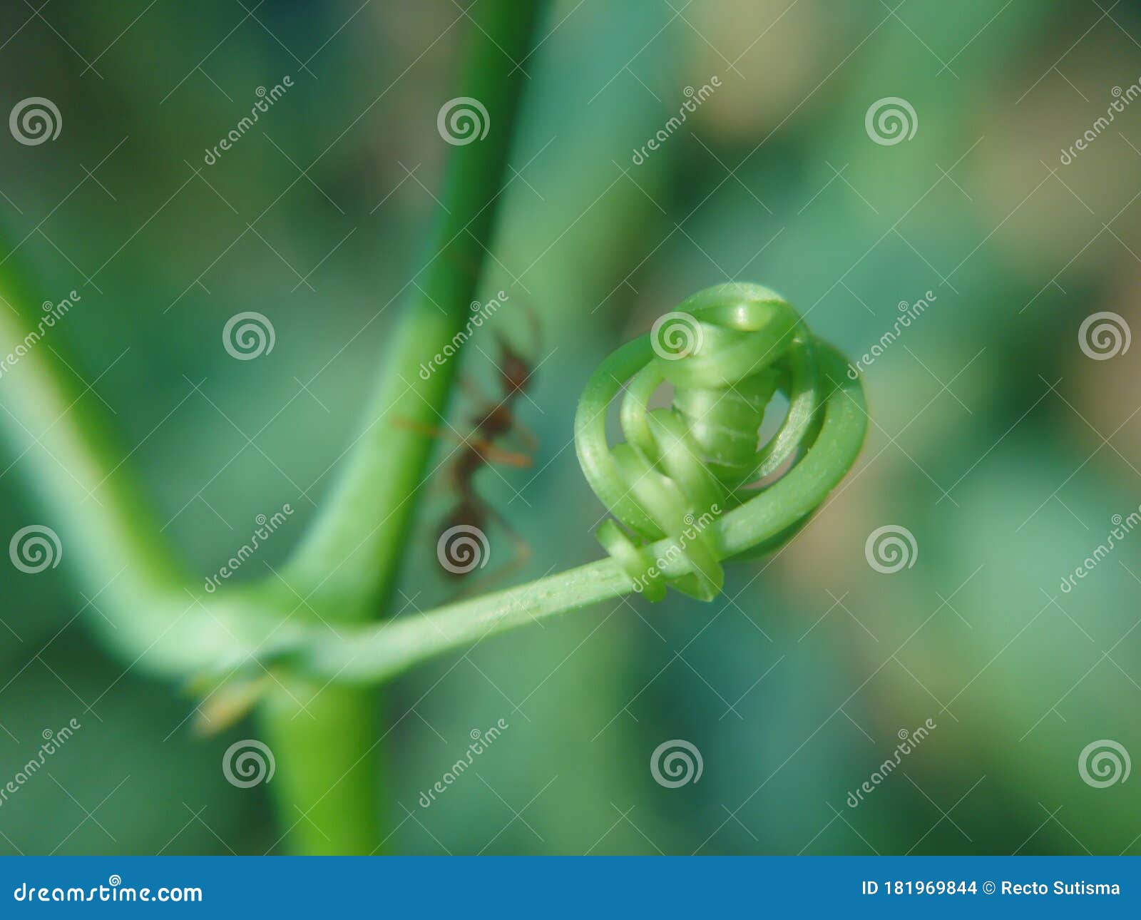 The Vines of the Convoluted Plant into Irregular Scrolls Stock Photo ...