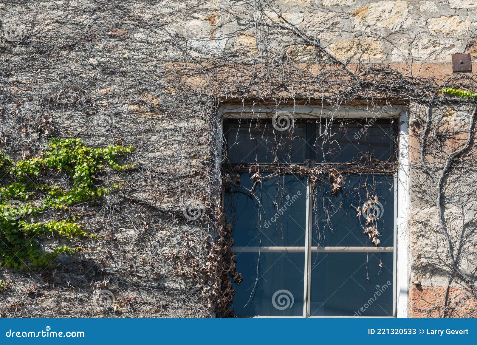 Vine Covered Wall and Window Stock Image - Image of climb, background ...
