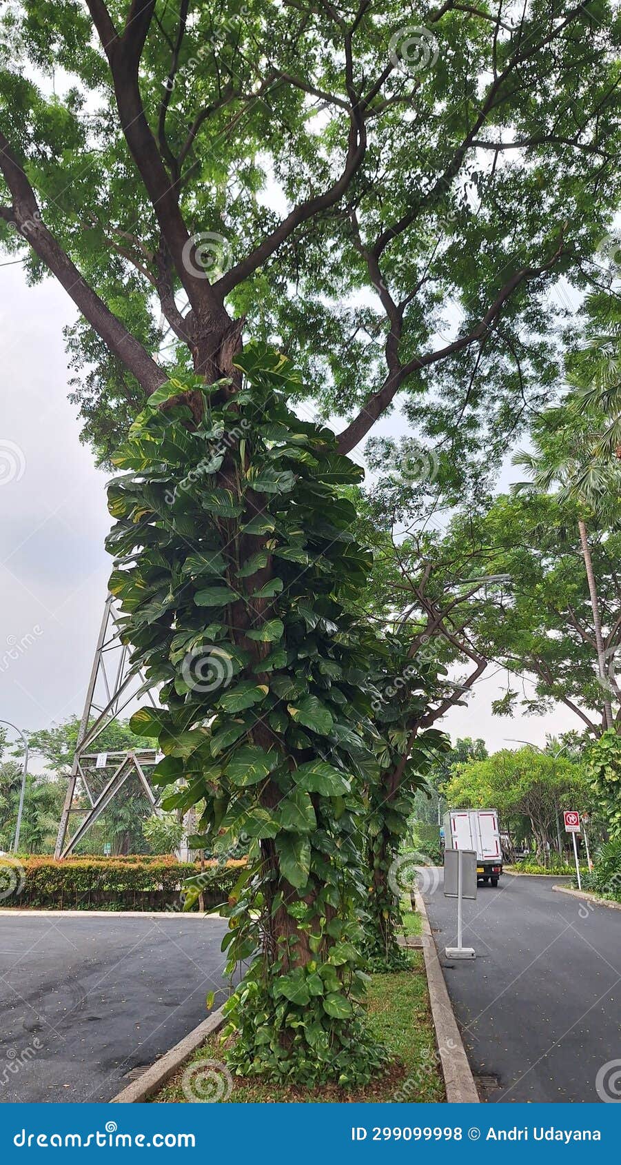 Vines Covered Tall Tree Trunks Stock Photo - Image of food, produce ...