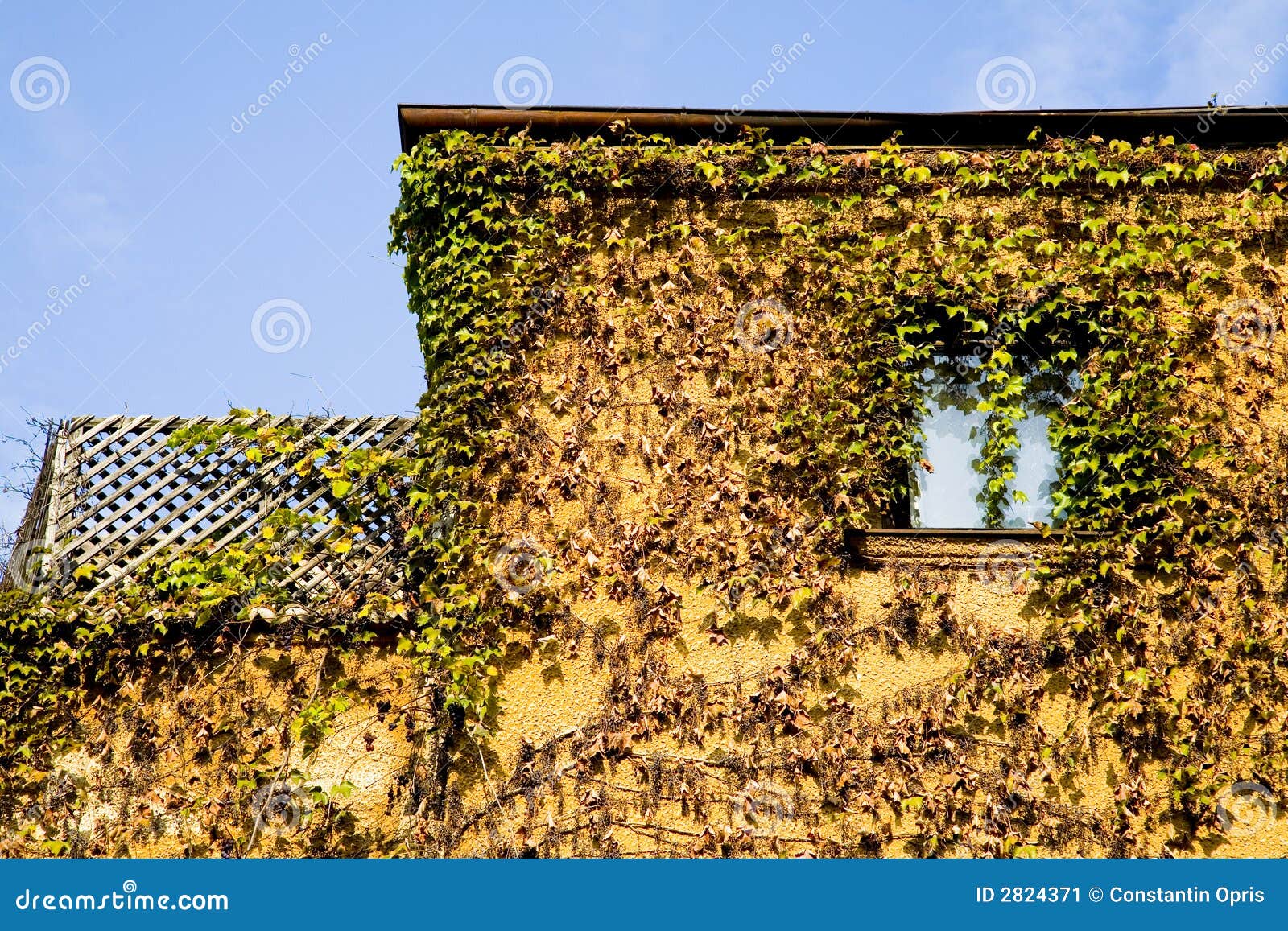Vines covering house stock image. Image of natural, habitation - 2824371