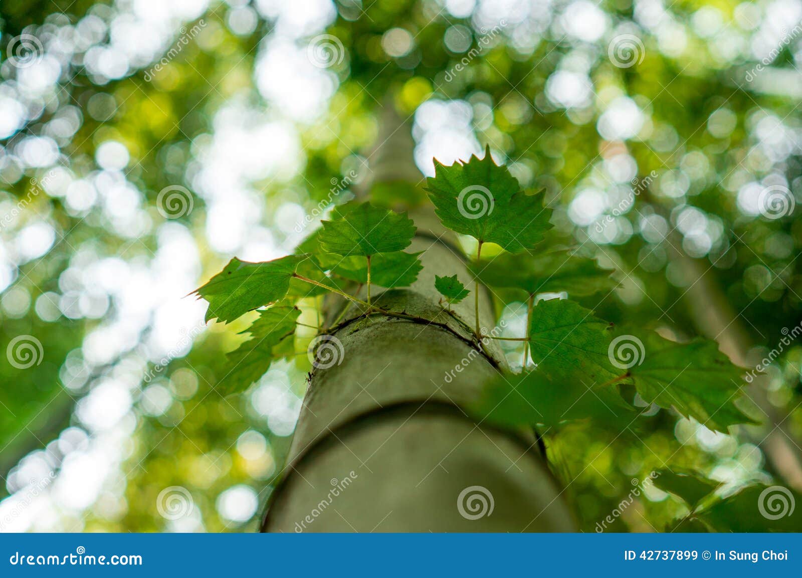 Vines crawling on a bamboo stock image. Image of close - 42737899