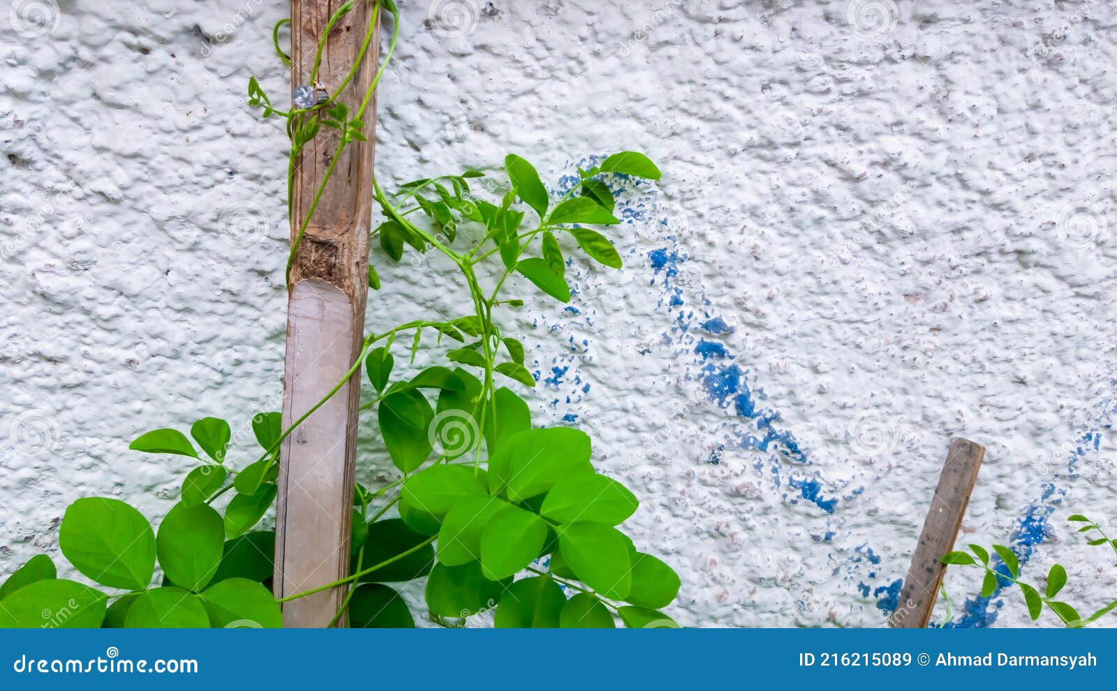 Vines Crawling and Creeping on Nailed Bamboo with White Background ...