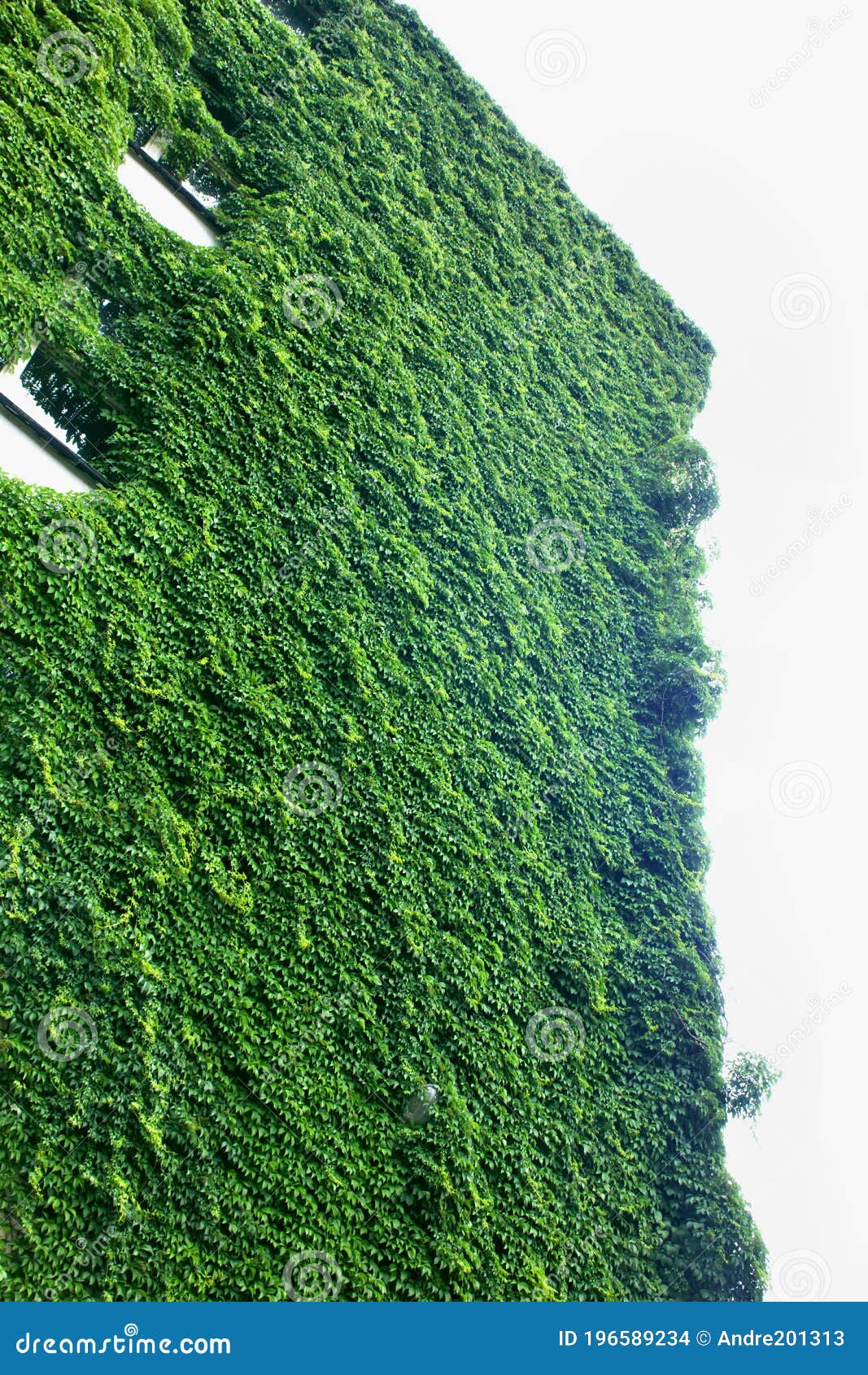 Vines Crawling Up the Corner with Sky Background. Stock Photo - Image ...