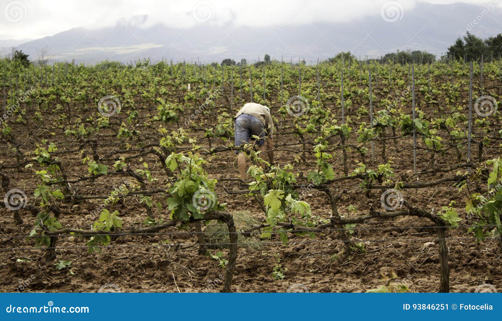 Vines in Field stock image. Image of country, nature - 93846251
