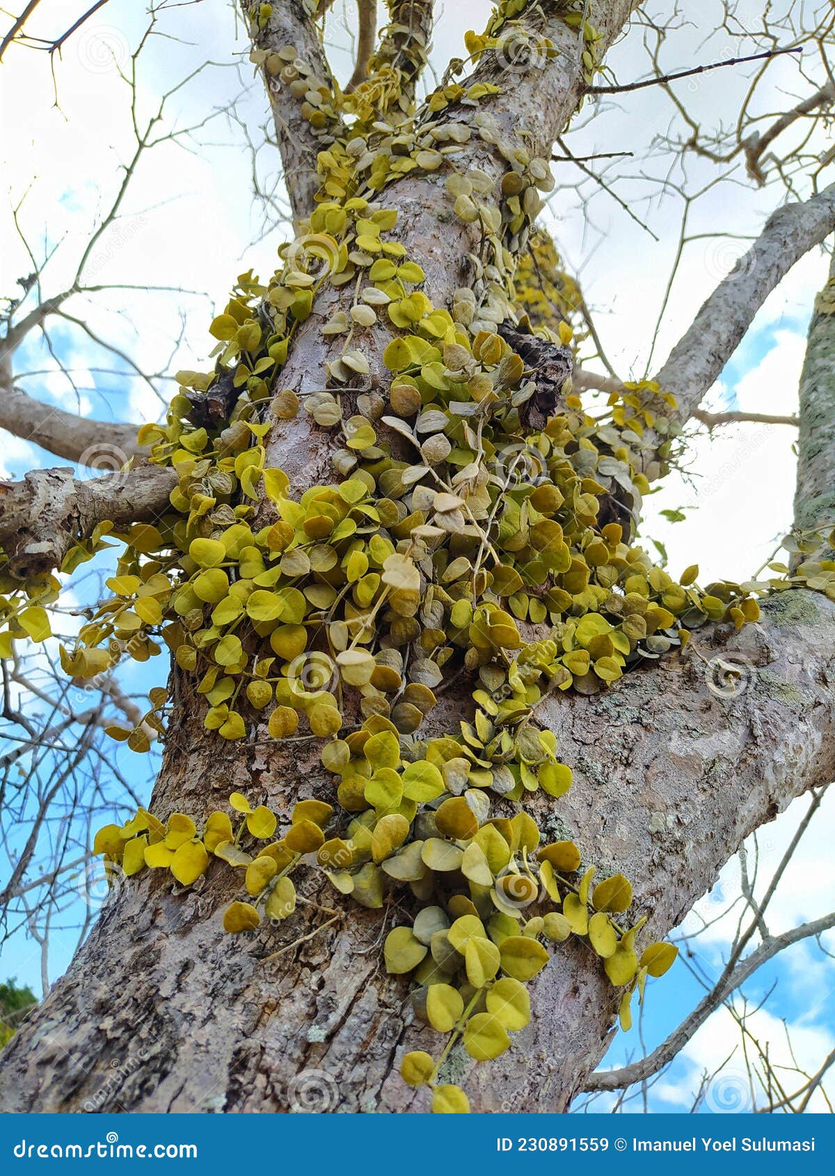 Vines Growing on Dead Trees Near Volcano Stock Image - Image of garden ...
