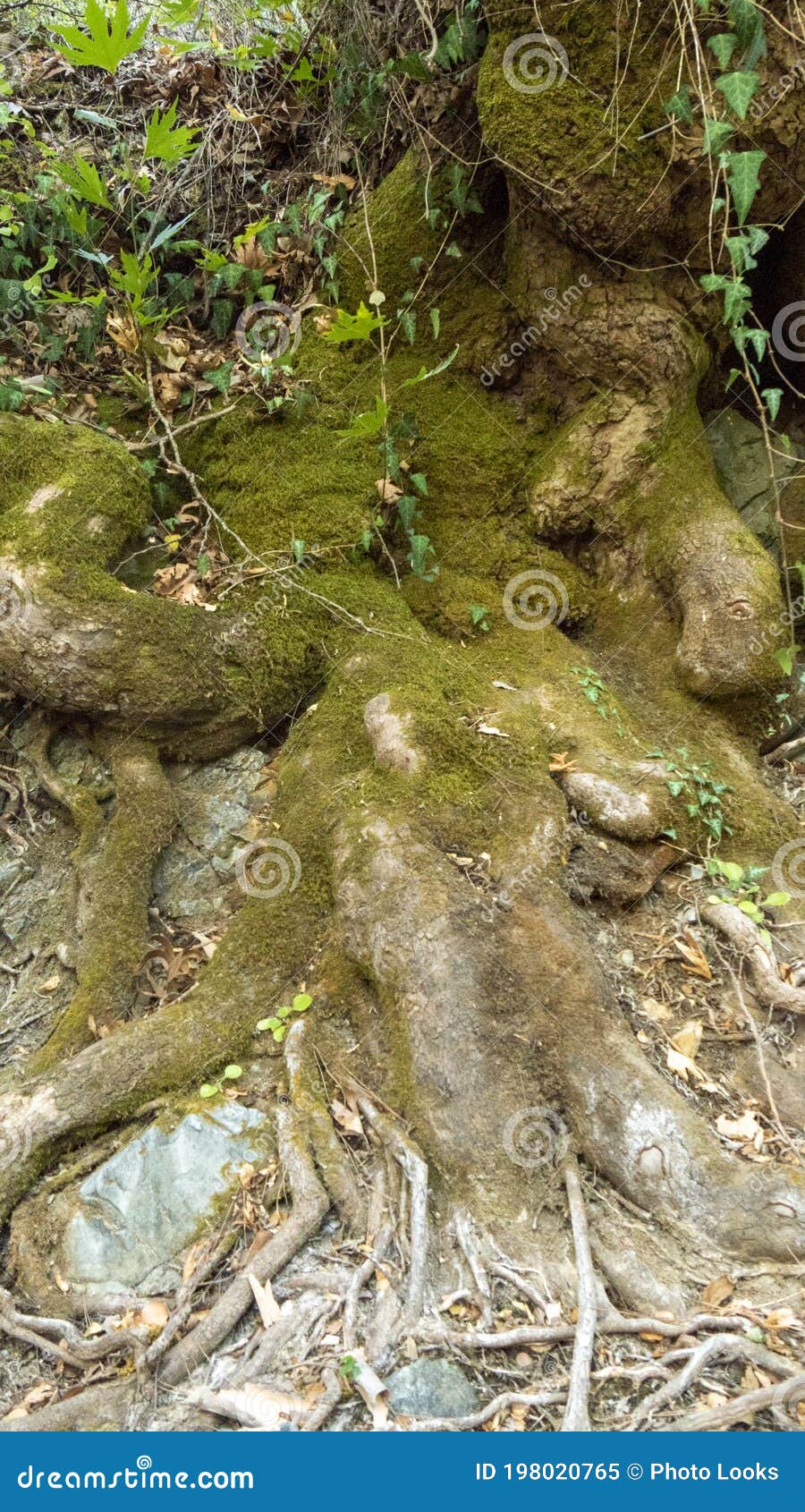 Vines Growing Down Tree Root System by River Bank Stock Image - Image ...