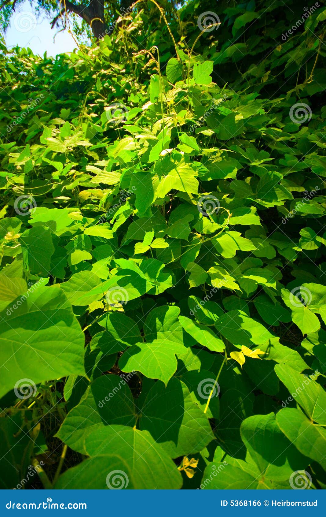 Vines growing on hillside stock photo. Image of vines - 5368166