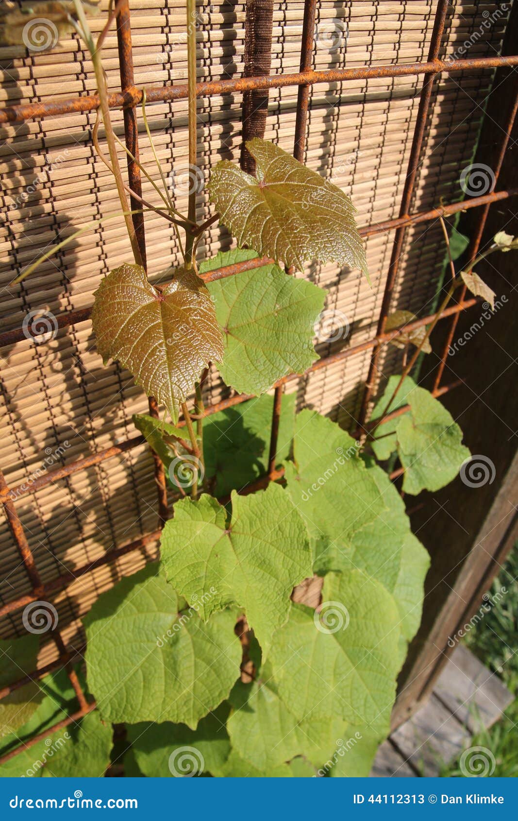 Vines Growing On Rusty Frame Stock Image | CartoonDealer.com #44112313