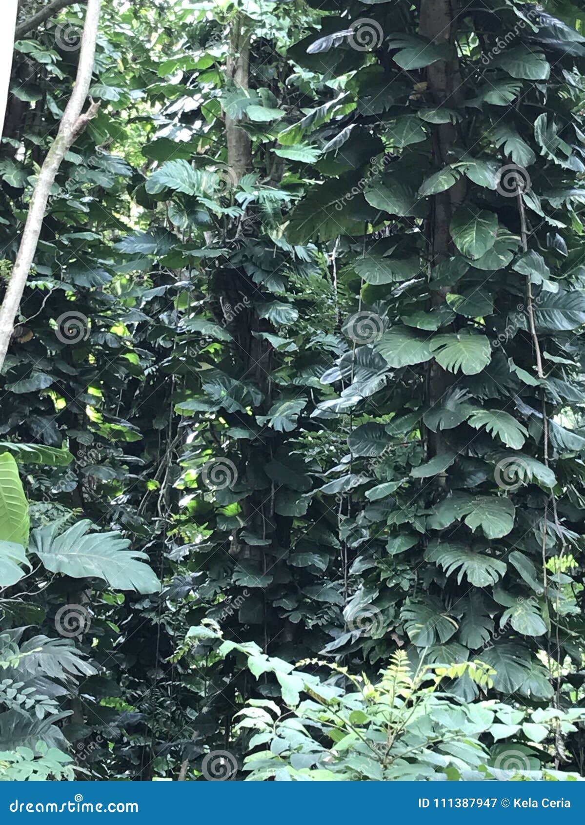 Large leaf vines stock image. Image of growing, large - 111387947