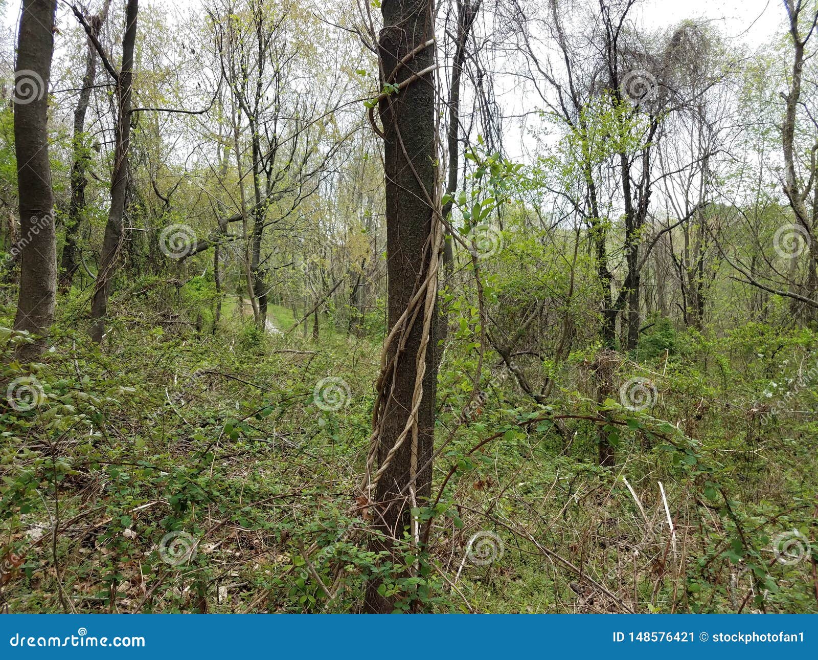 Vines Growing Up Tree Trunk in Forest or Woods Stock Image - Image of ...