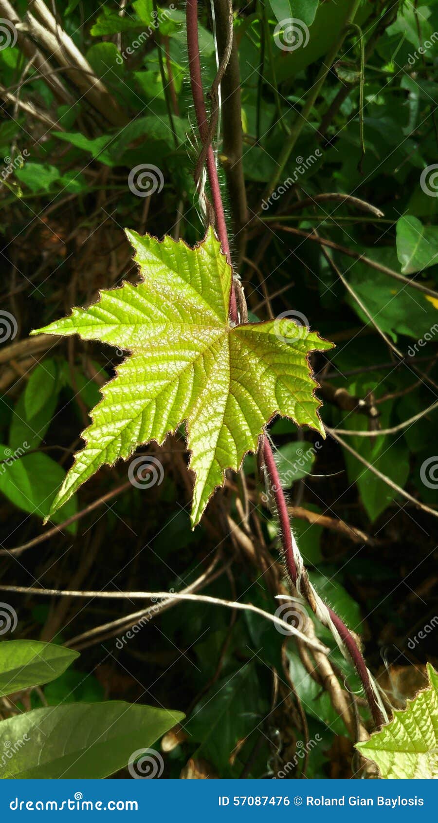 Vines stock photo. Image of vines, hanging, forest, leaves - 57087476